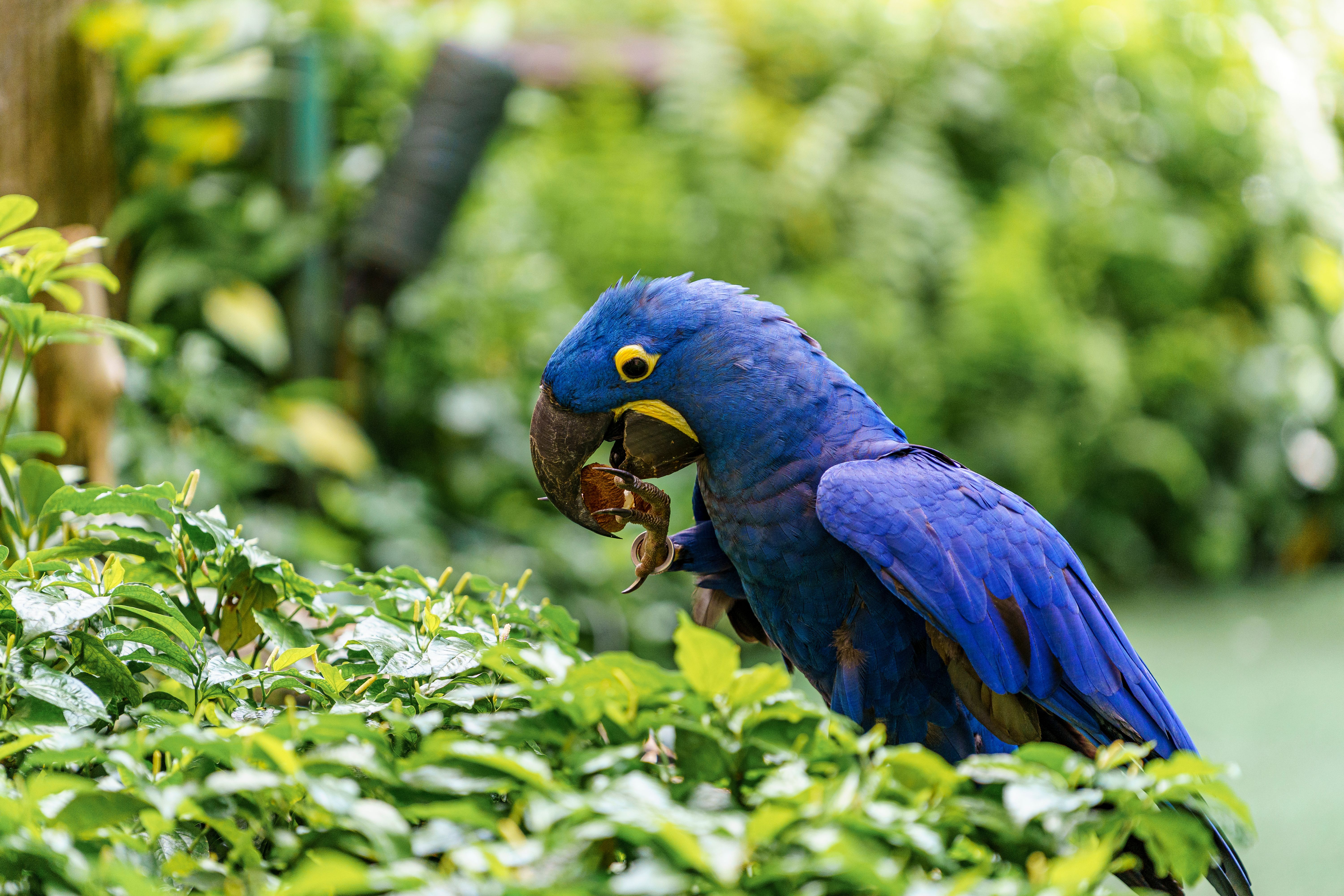 Anodorhynchus Leari: Friendly, Unique Bird You Need to Know