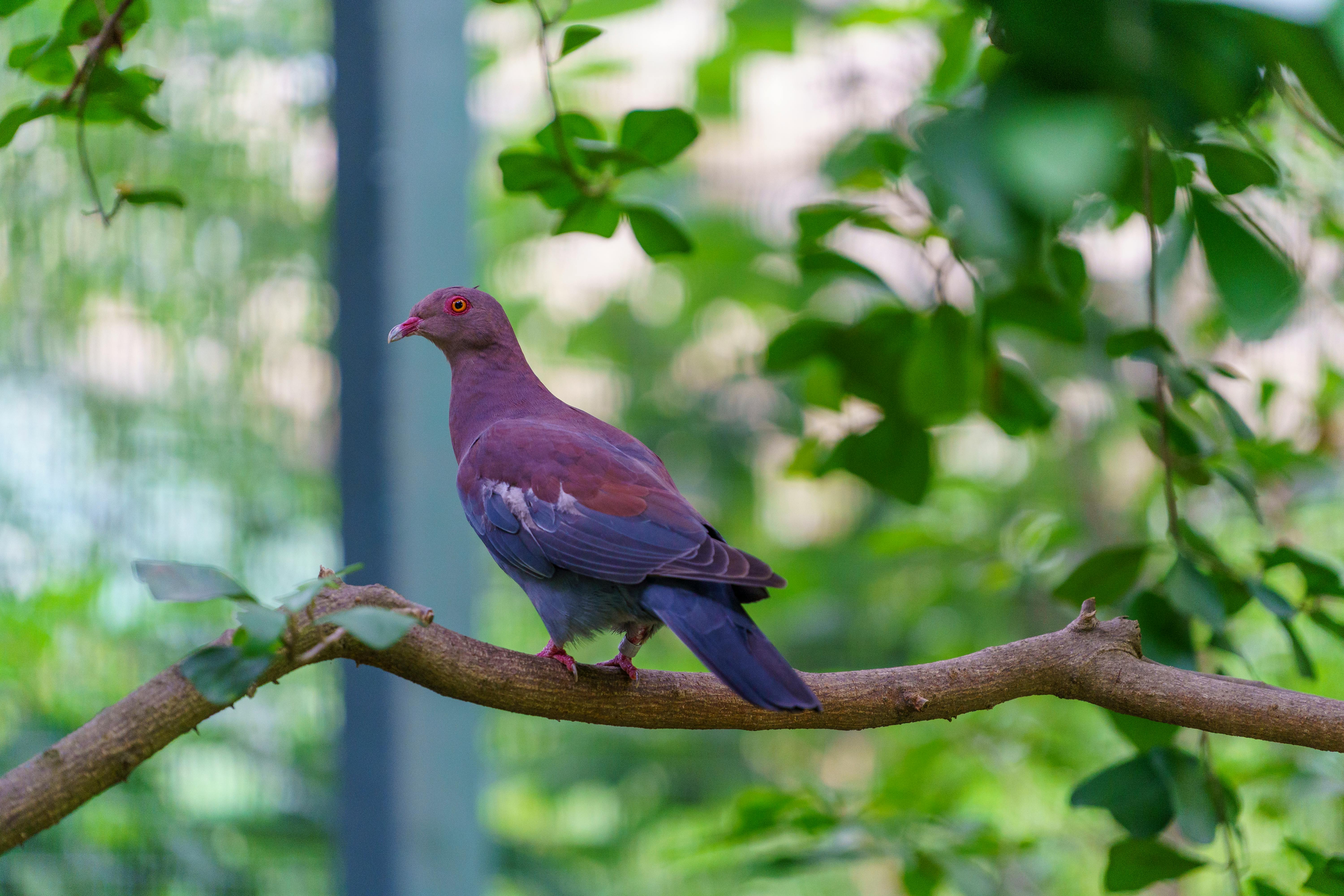 Close up of Bird · Free Stock Photo