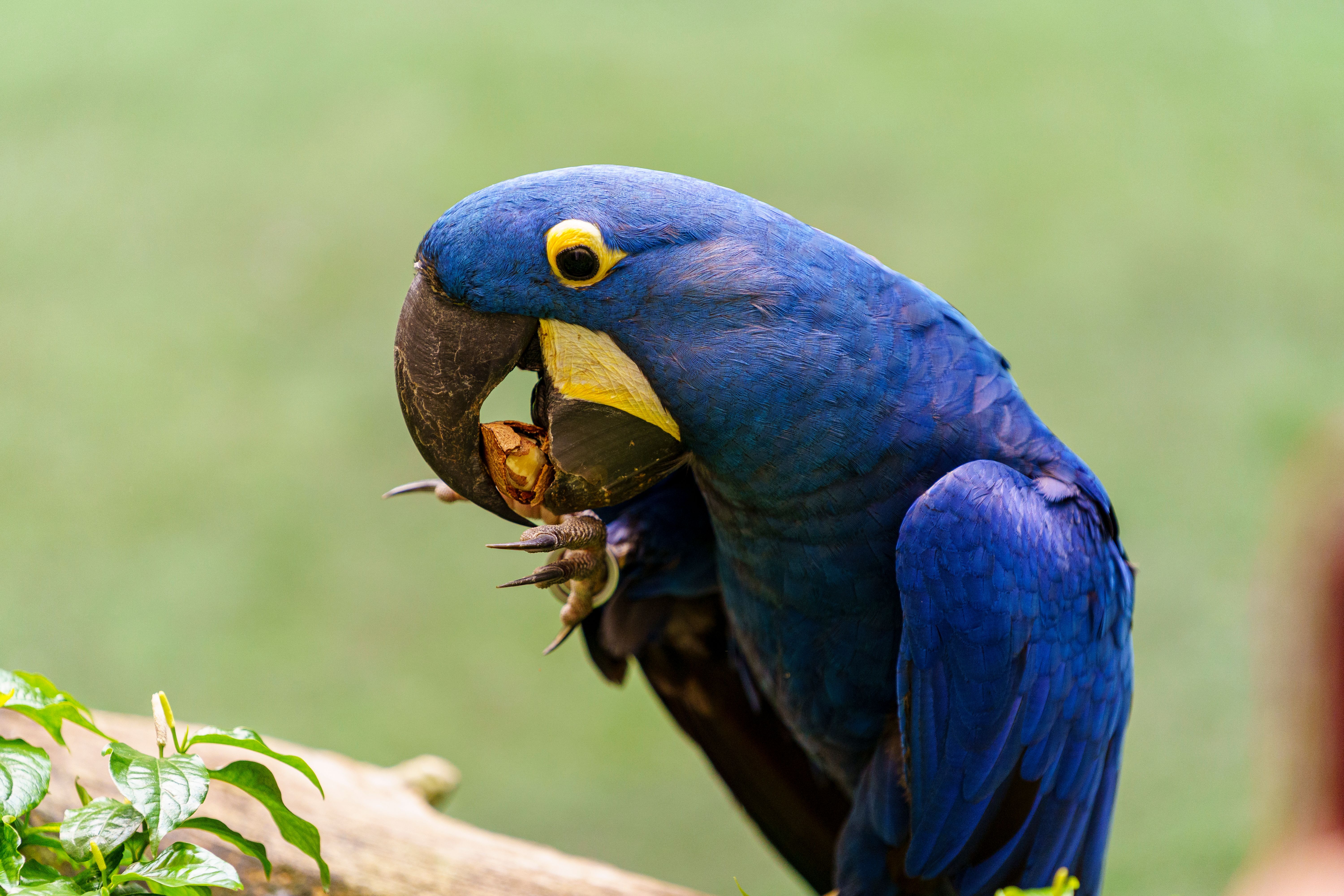 Foto profissional gratuita de alimentação, arara azul, ave, exótico ...