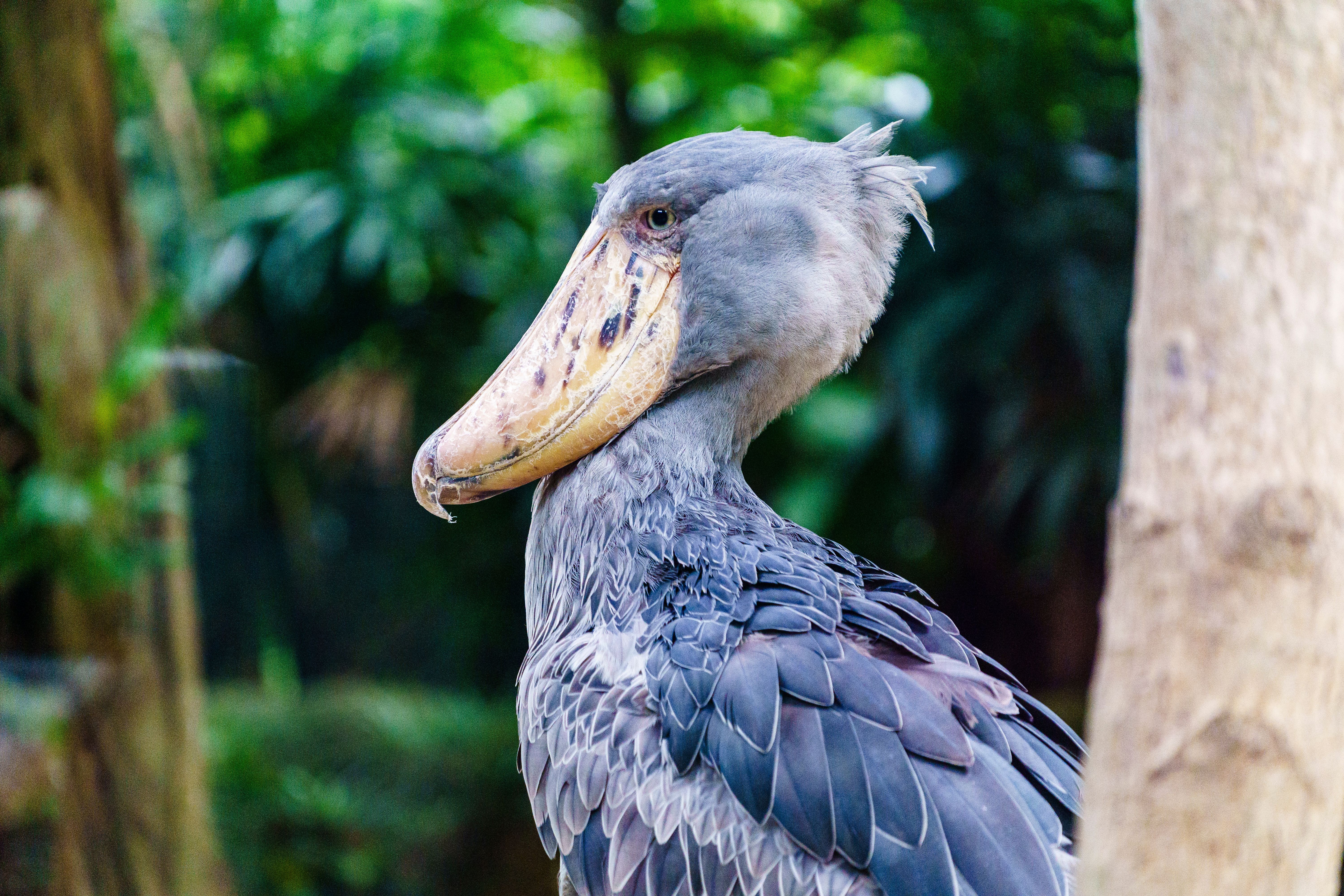A large bird with a long beak standing in a forest · Free Stock Photo