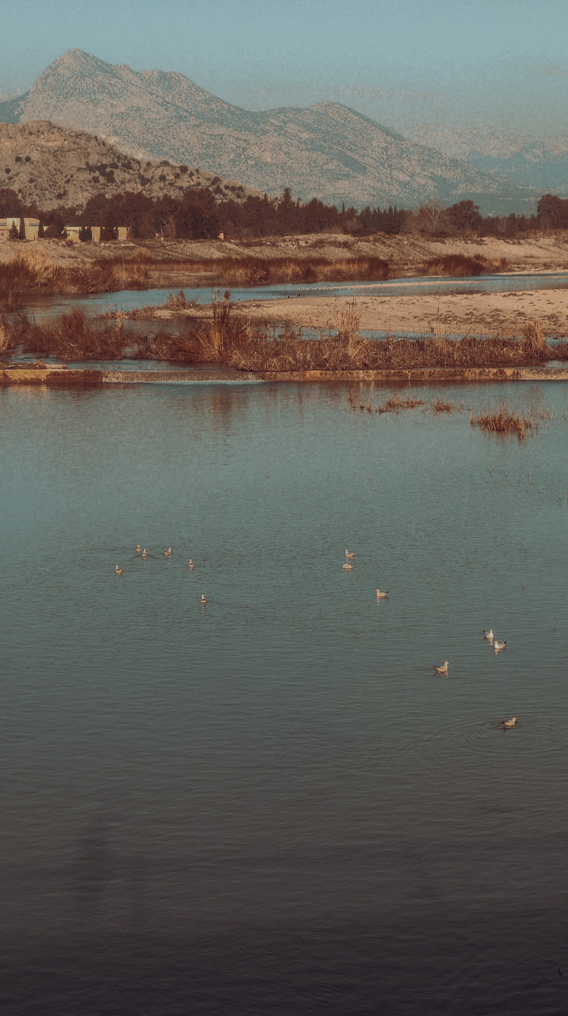 Birds Flying over Lake · Free Stock Photo