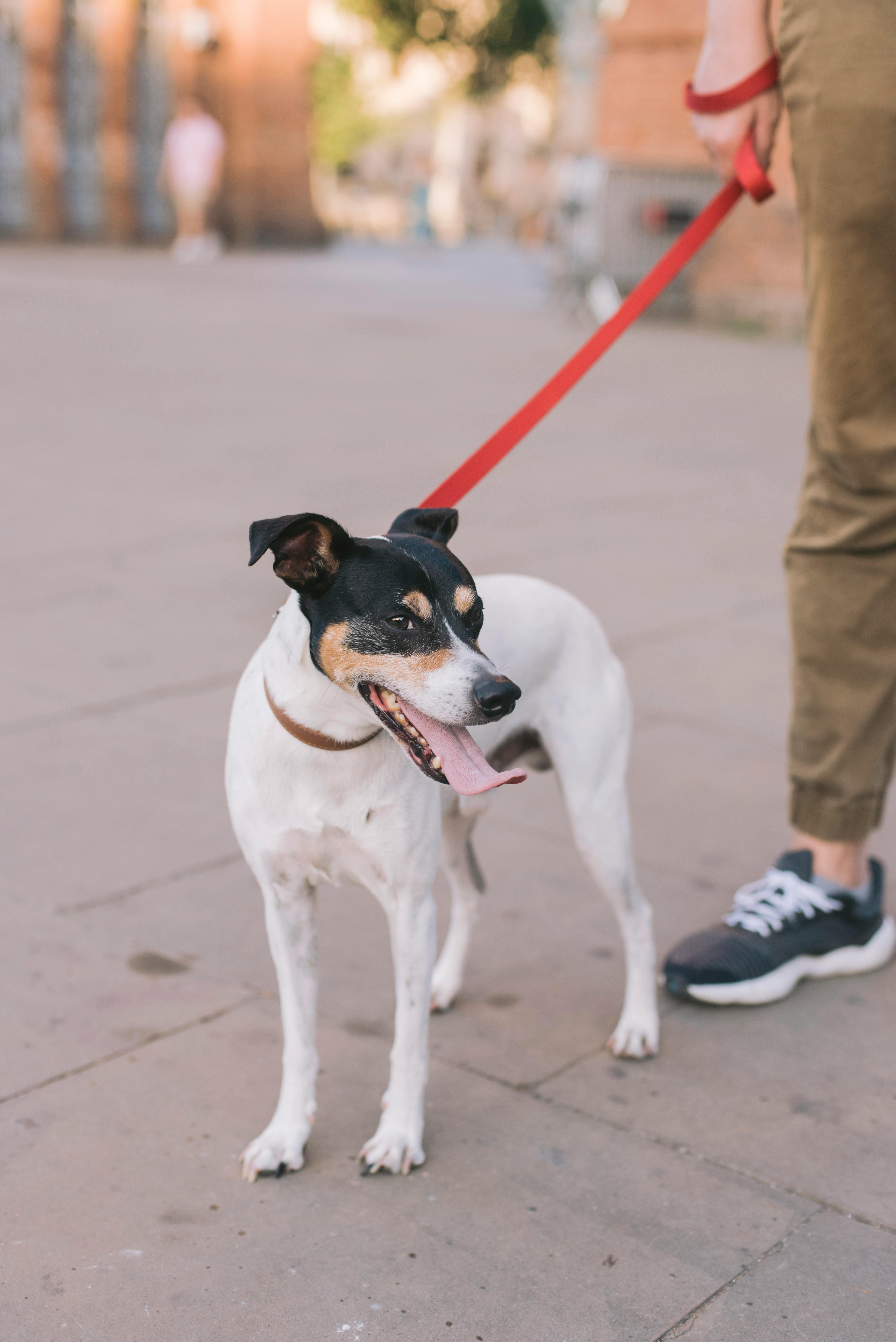 Woman with White Dog · Free Stock Photo