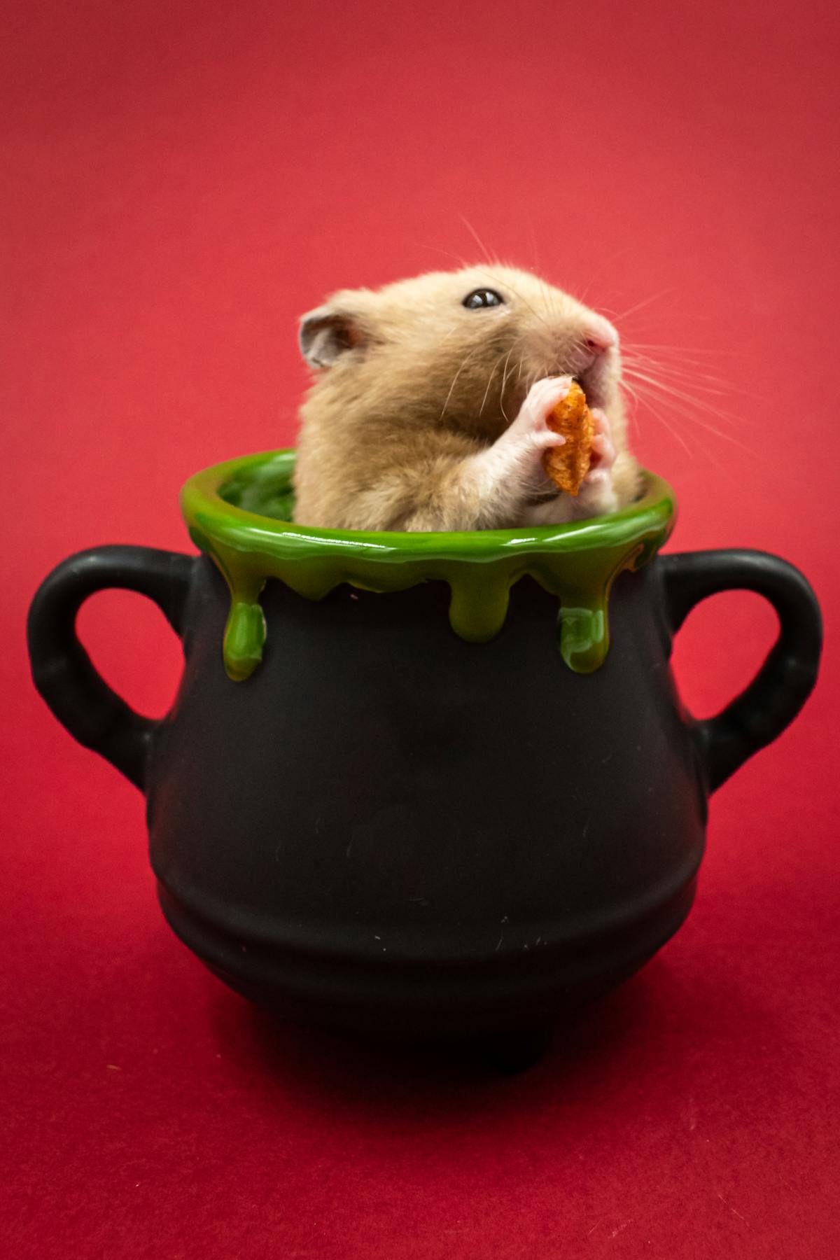 Hamster Photos, Download The BEST Free Hamster Stock Photos & HD Images