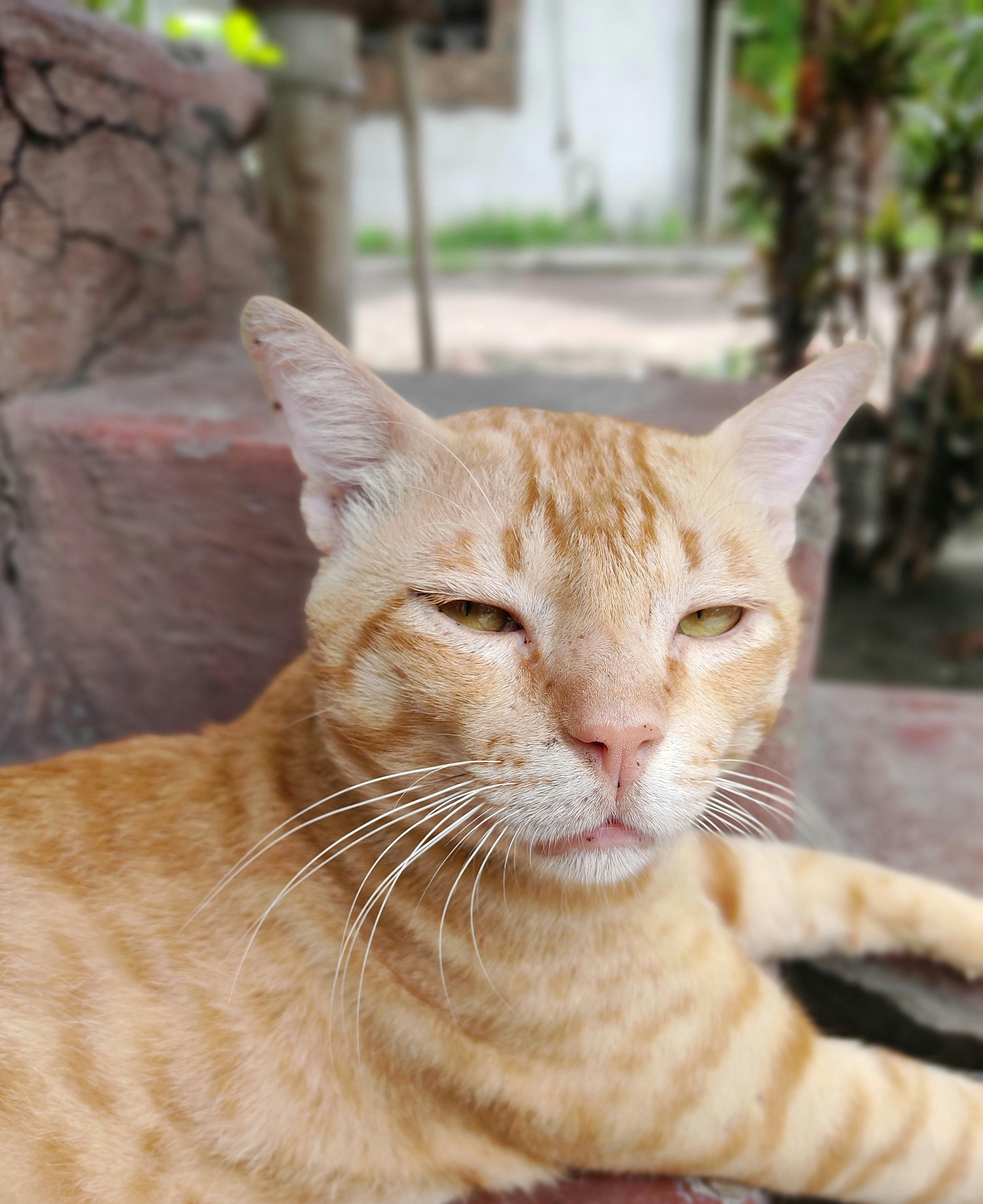 Drowsiness Photos, Download The BEST Free Drowsiness Stock Photos & HD ...