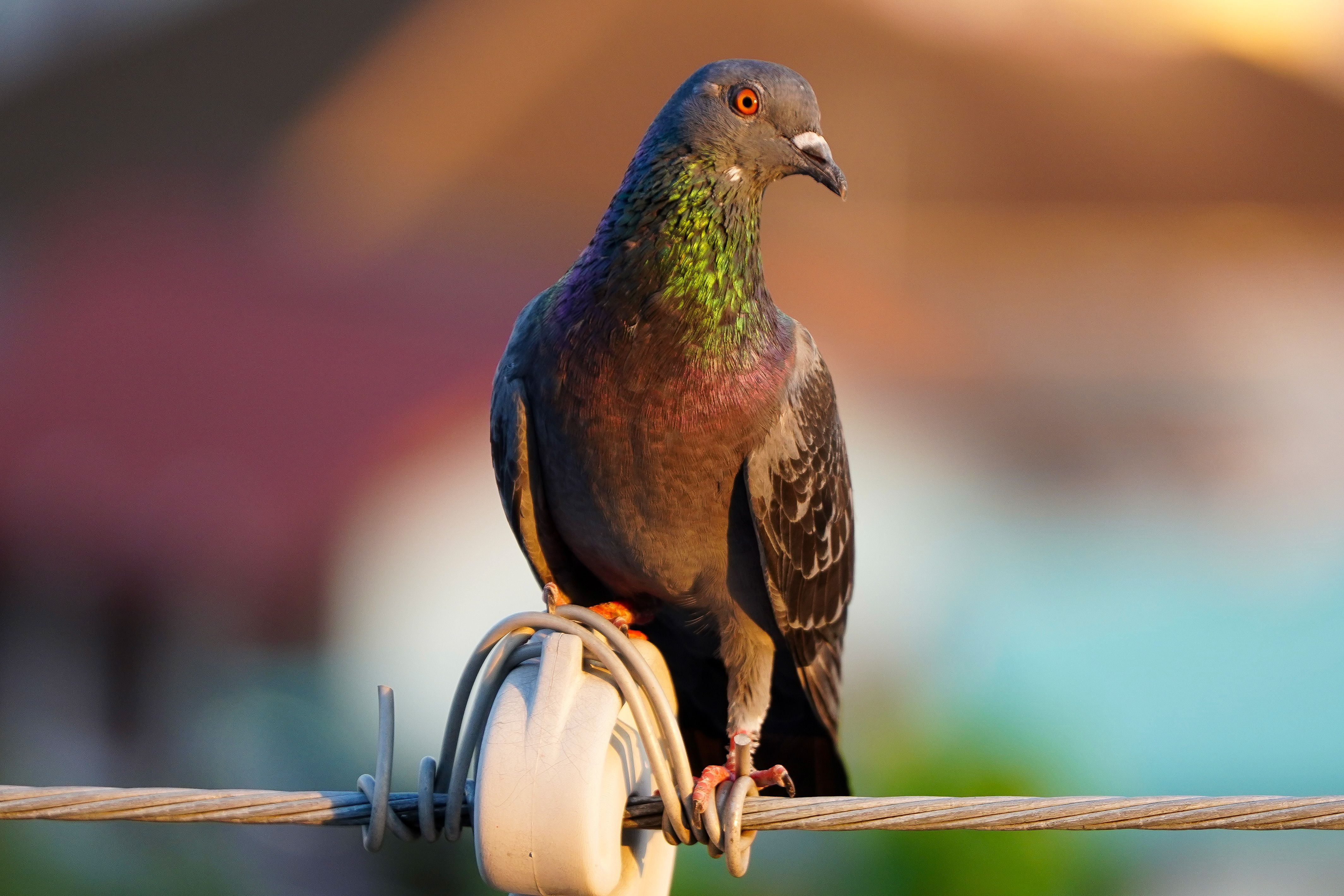 Close Up Shot of a Pigeon on the Wire · Free Stock Photo
