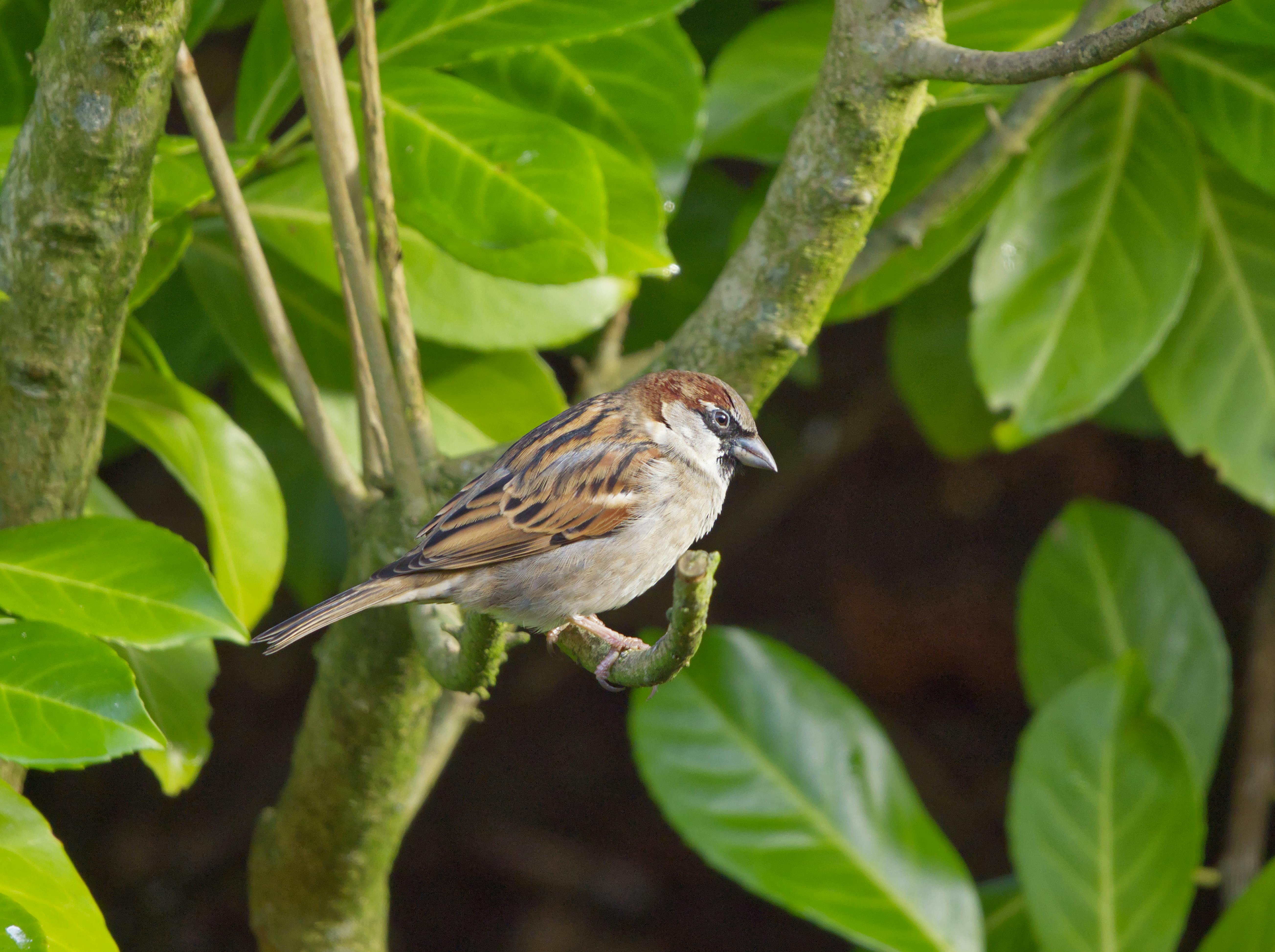 Beton Animal Photos, Download The BEST Free Beton Animal Stock Photos ...