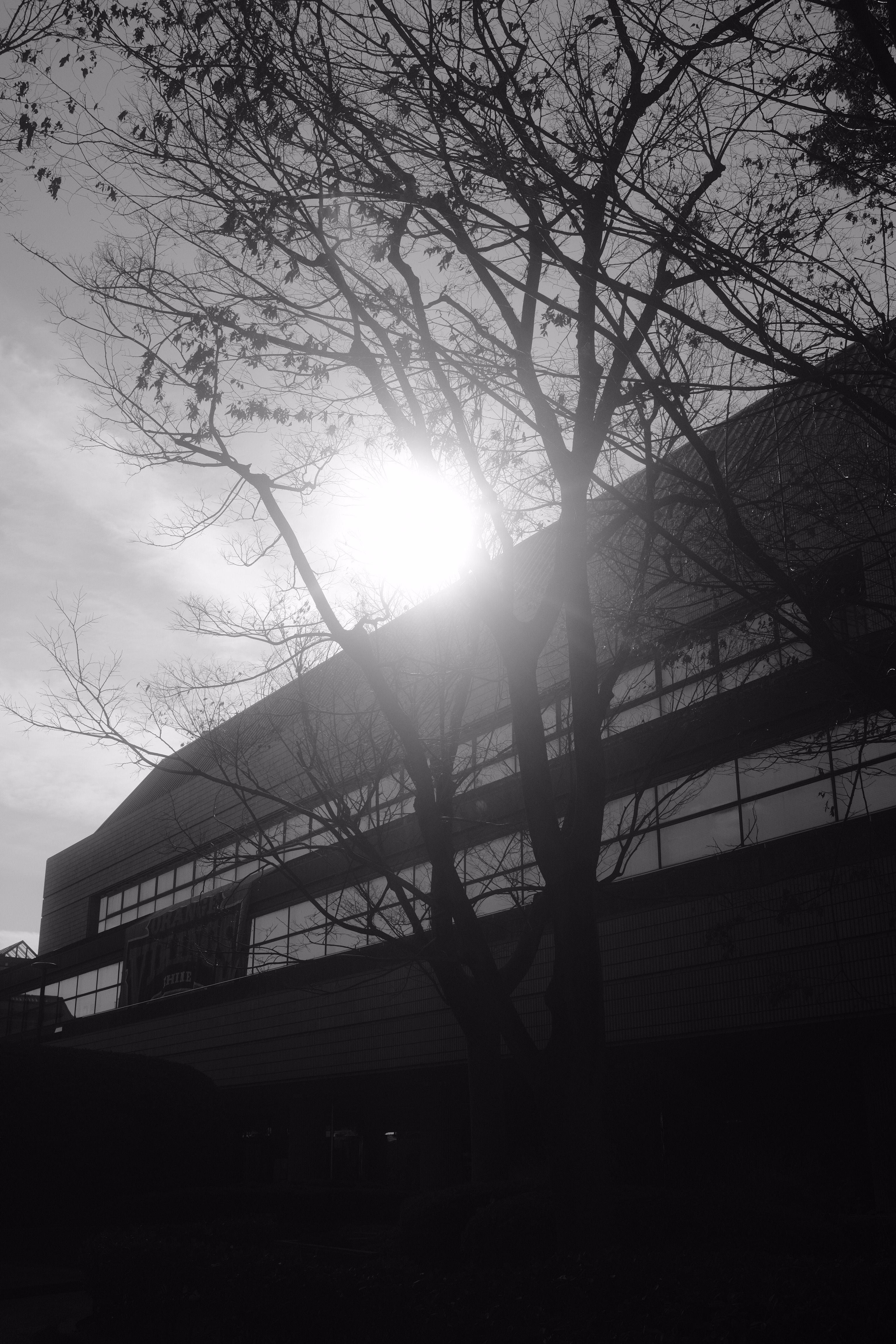 Sunlight behind Tree · Free Stock Photo