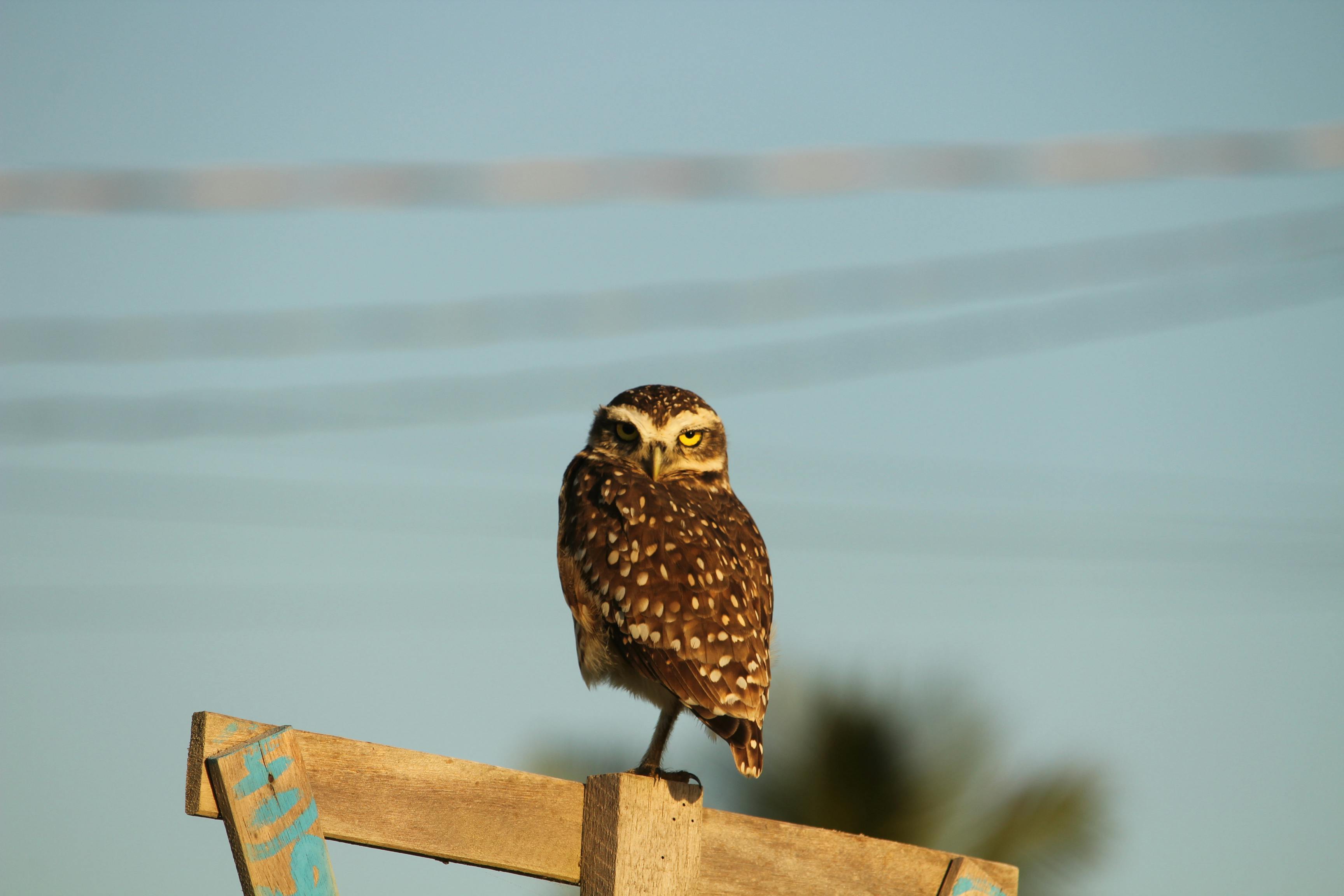 Bird Landscape Photos, Download The BEST Free Bird Landscape Stock ...