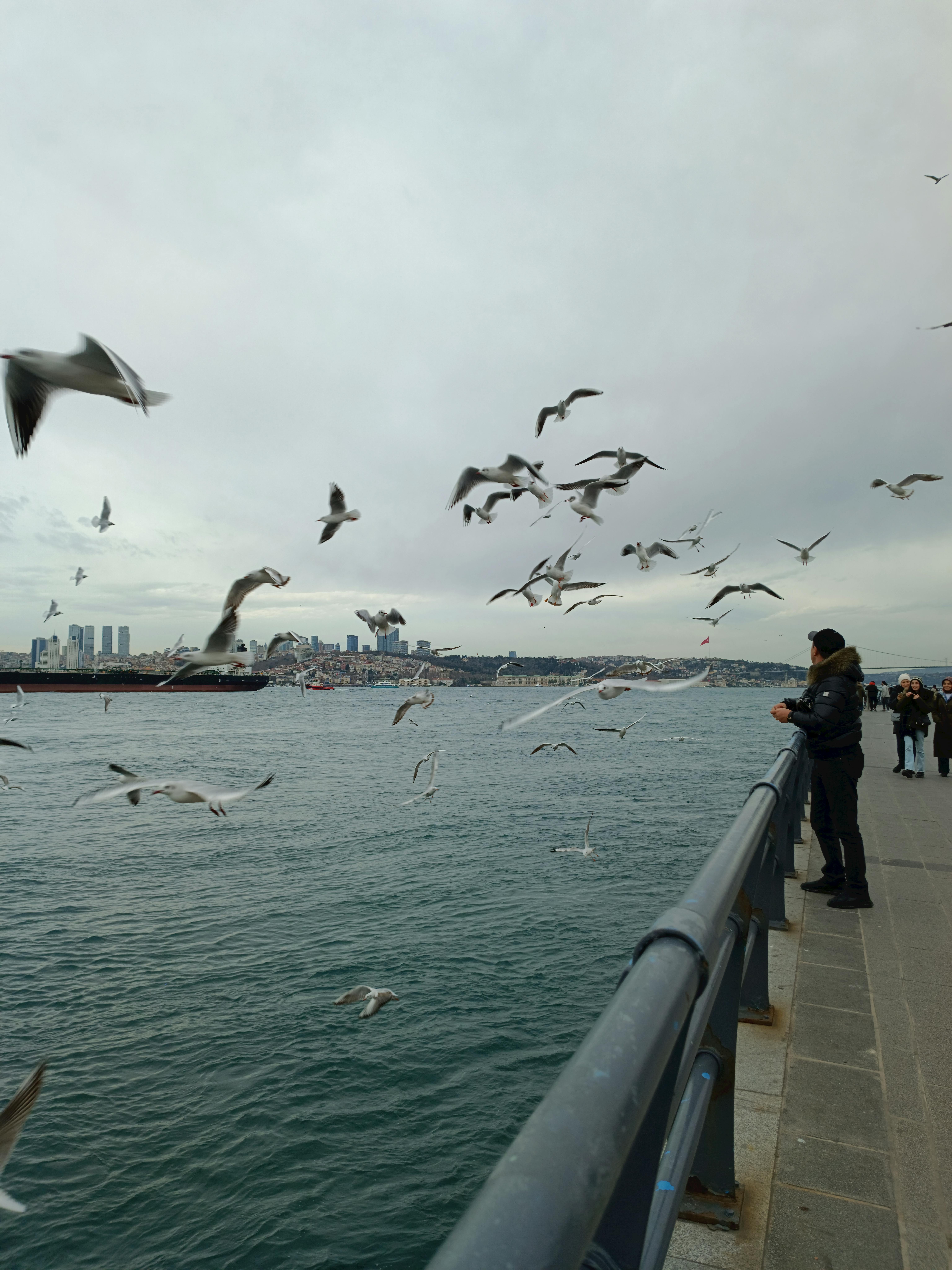 Avrupa Karaca Photos, Download The BEST Free Avrupa Karaca Stock Photos ...