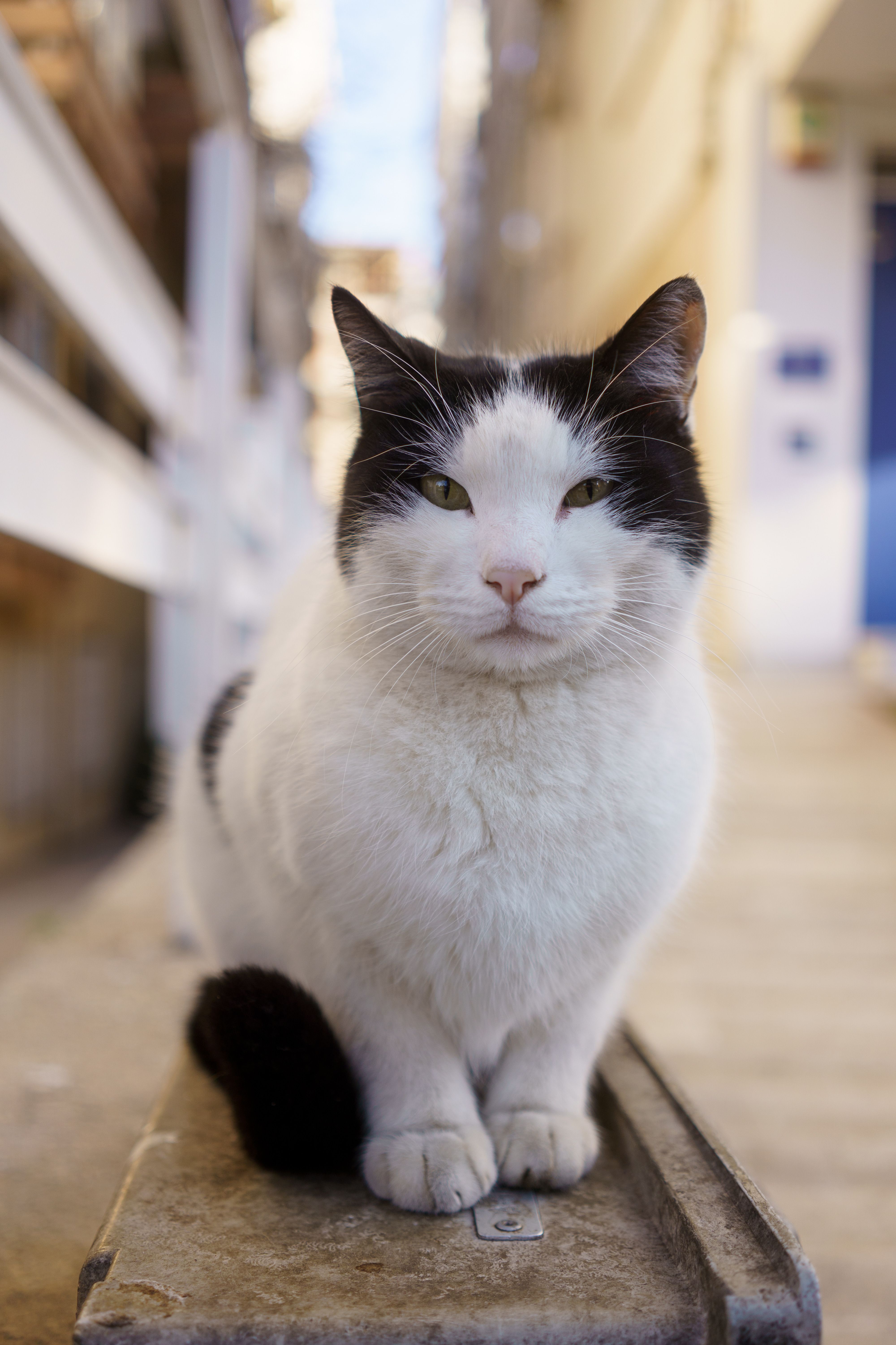 Close-Up Shot of a Cat · Free Stock Photo