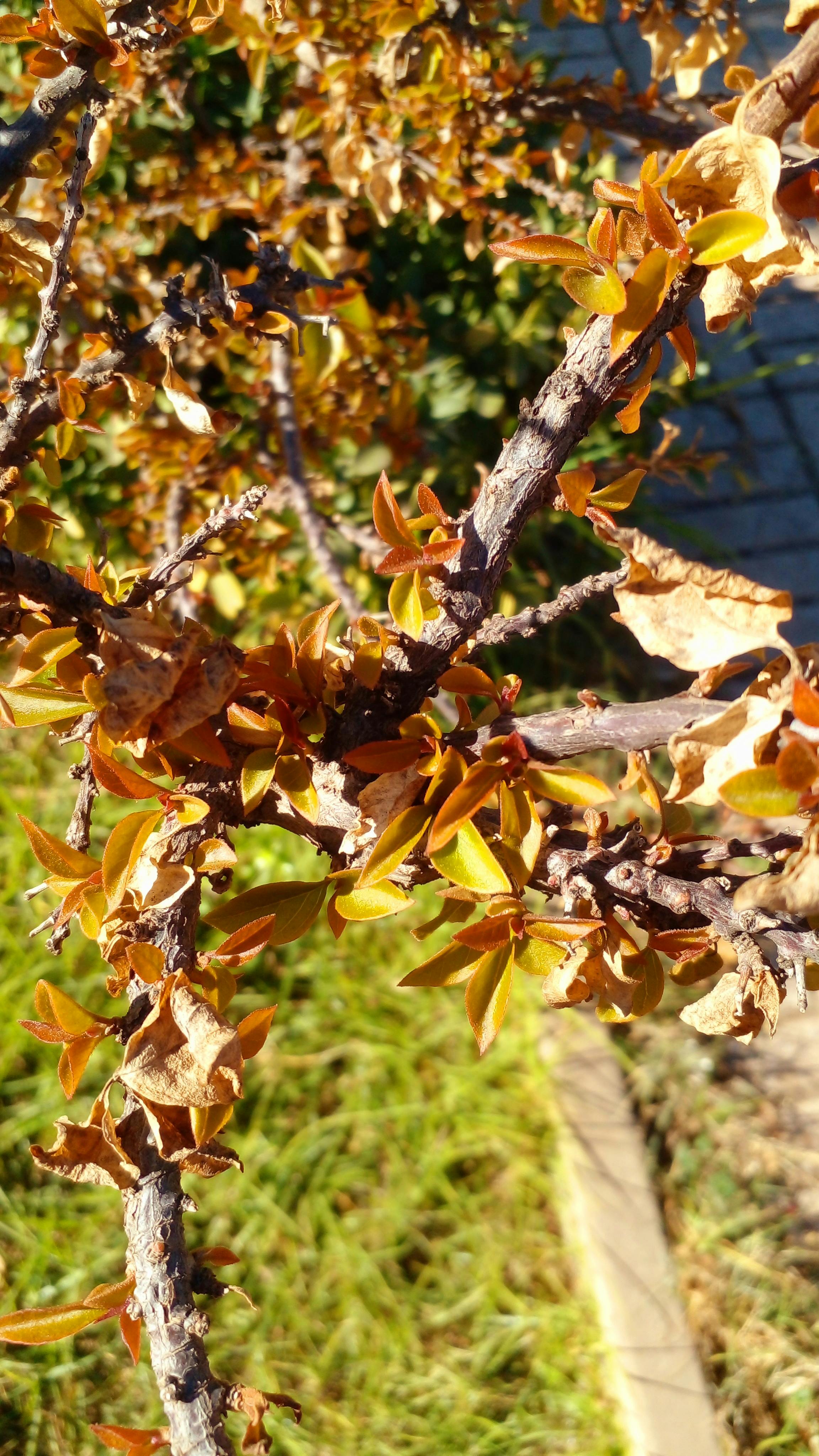 Amina Amina - Fotografía