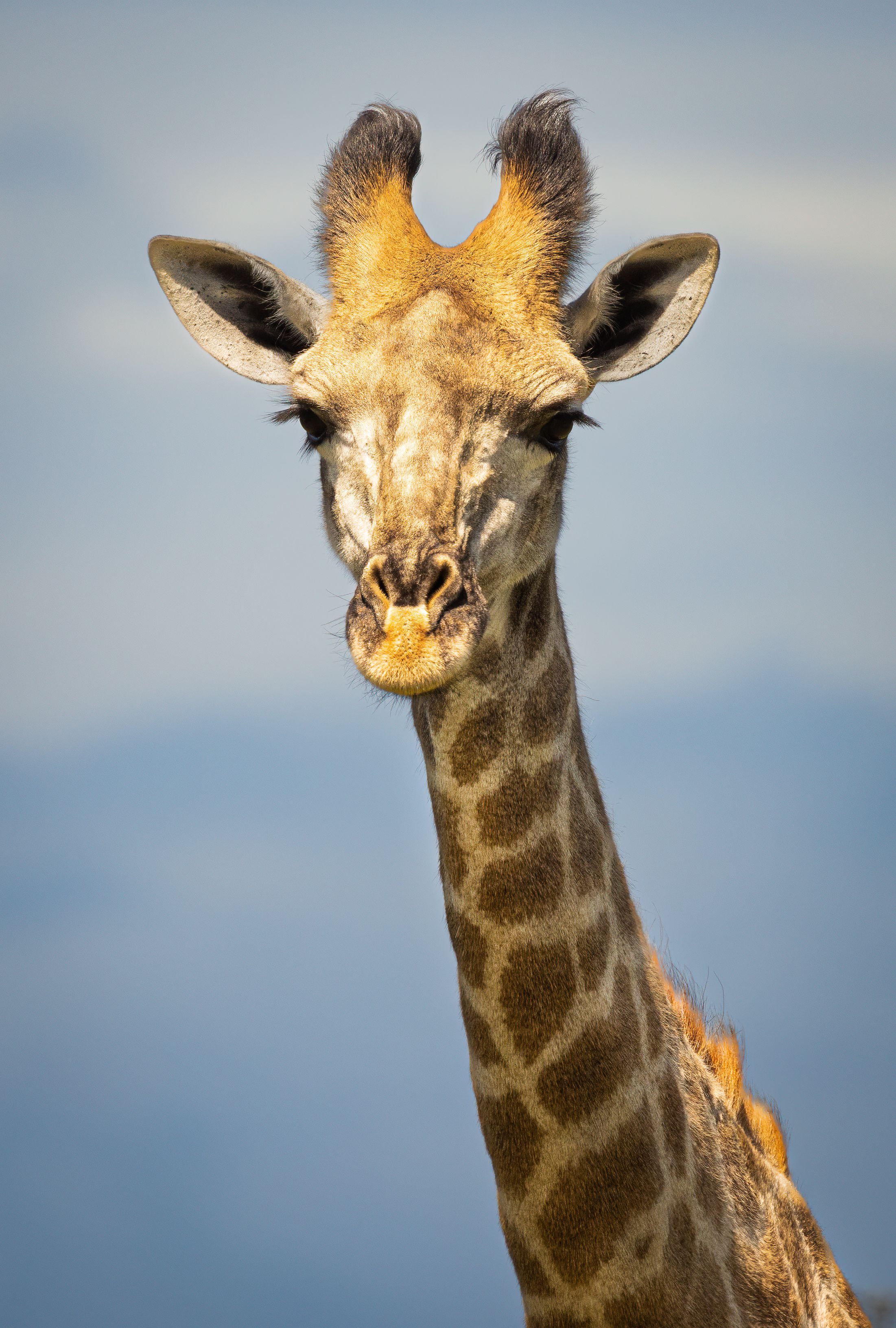 Close-Up Photography of Giraffe · Free Stock Photo