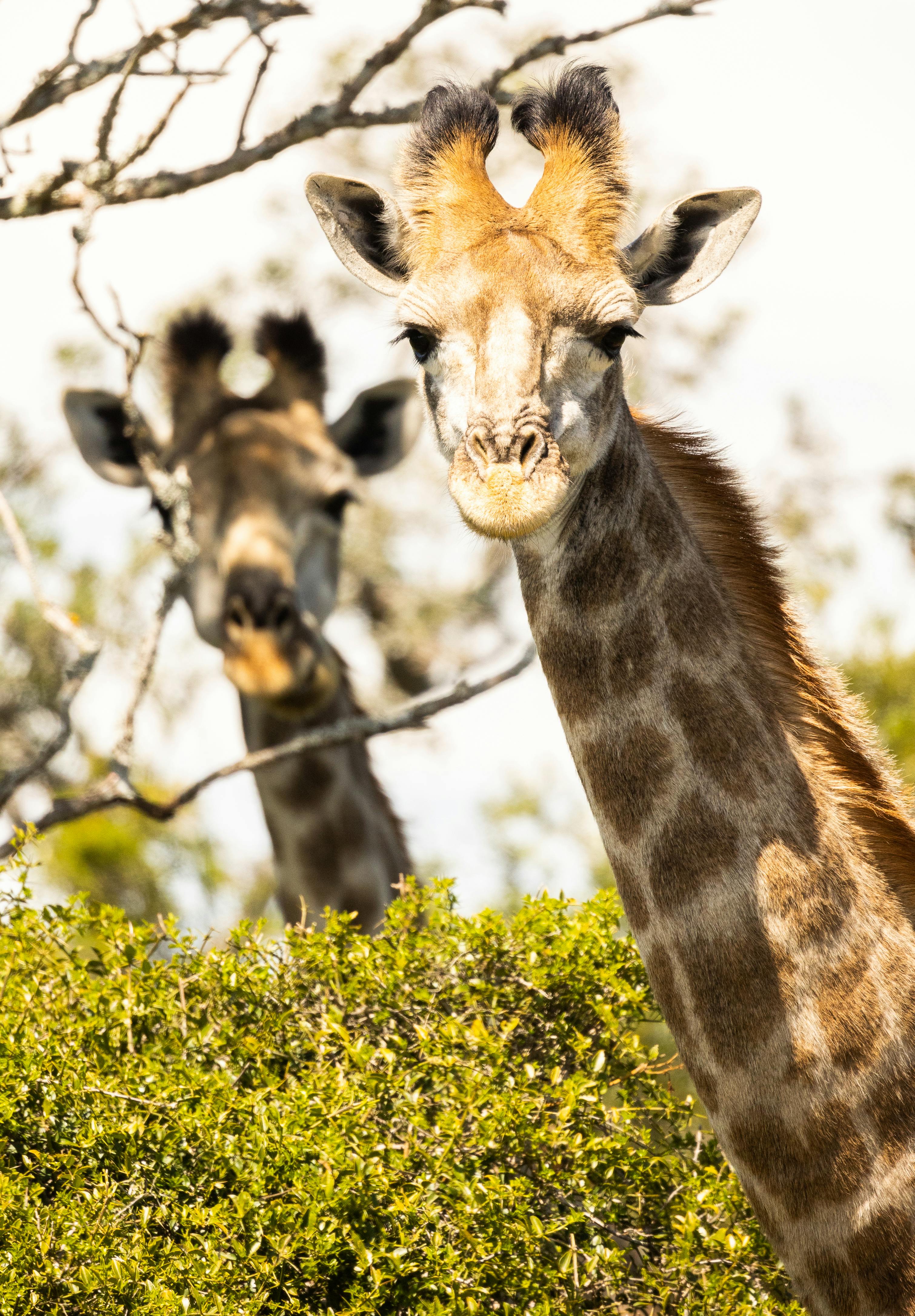 Two Giraffe Standing on Hill · Free Stock Photo