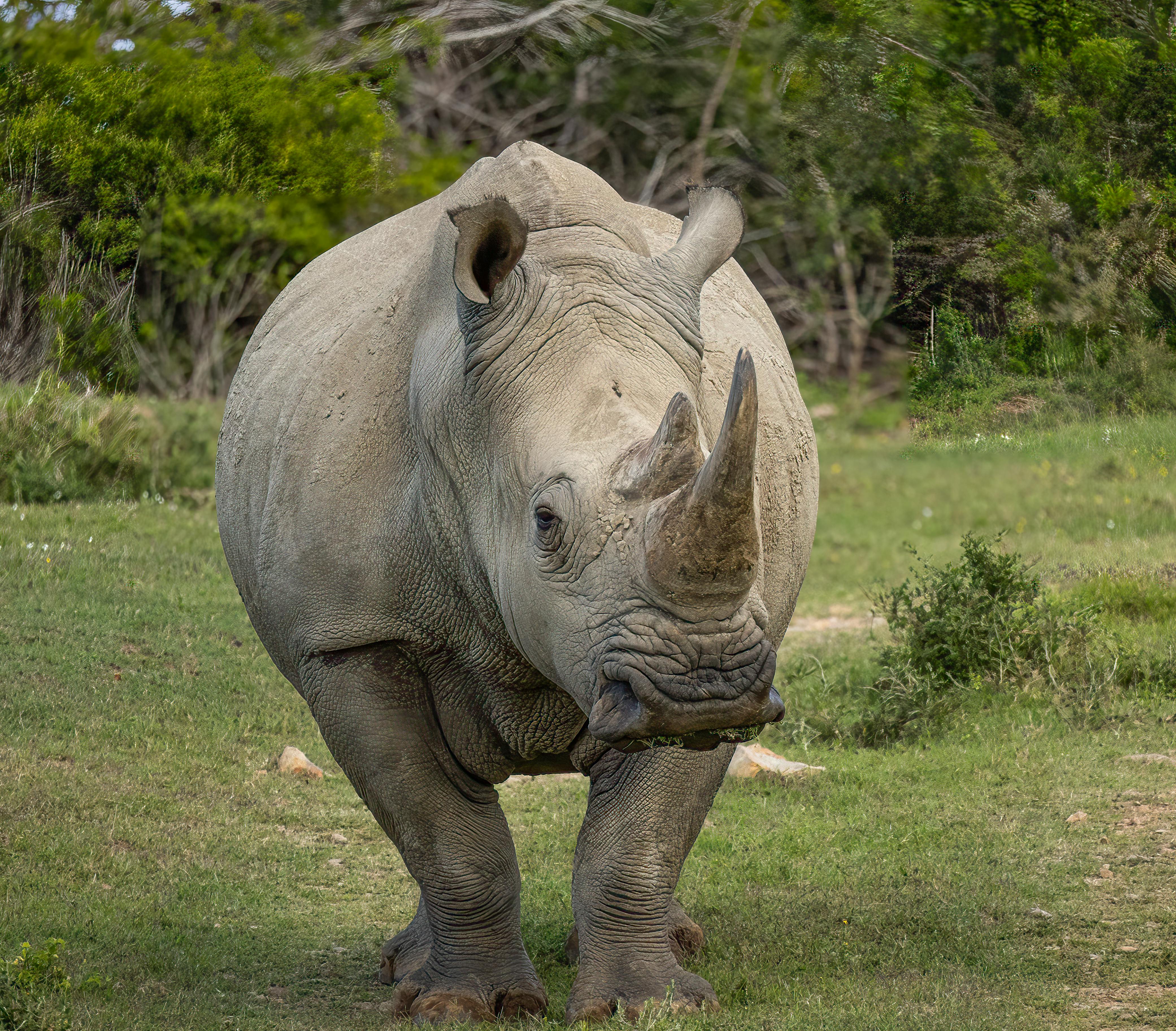 Gray Rhinoceros in Close-up Photography · Free Stock Photo