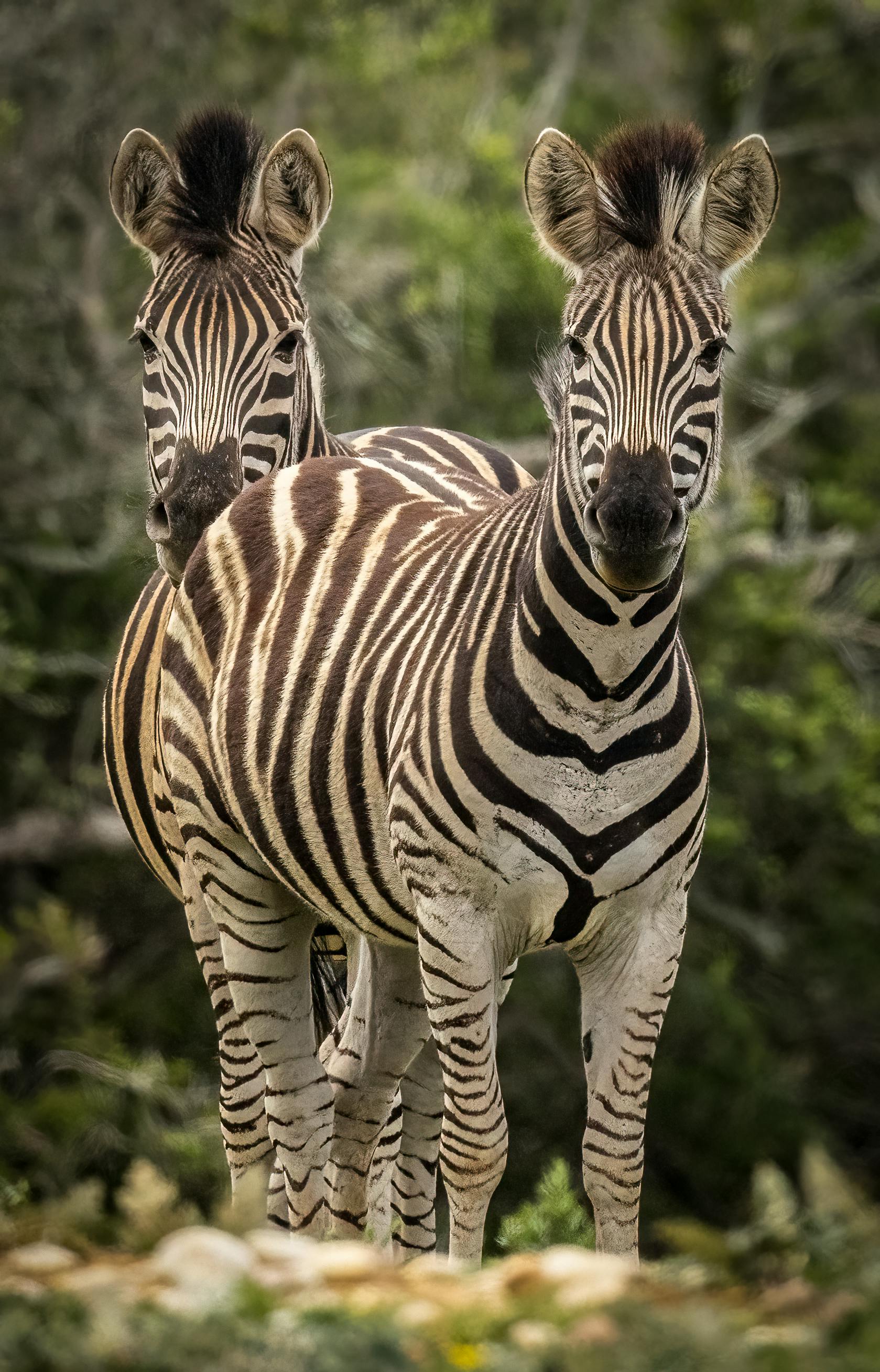 Two Zebras in Summer · Free Stock Photo