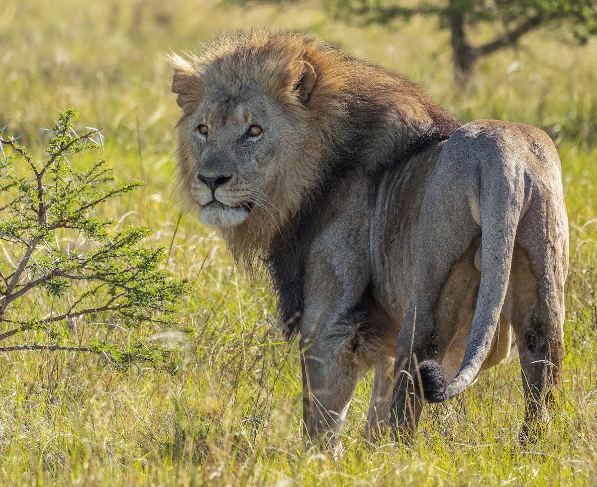Lion Standing Photos, Download The BEST Free Lion Standing Stock Photos ...