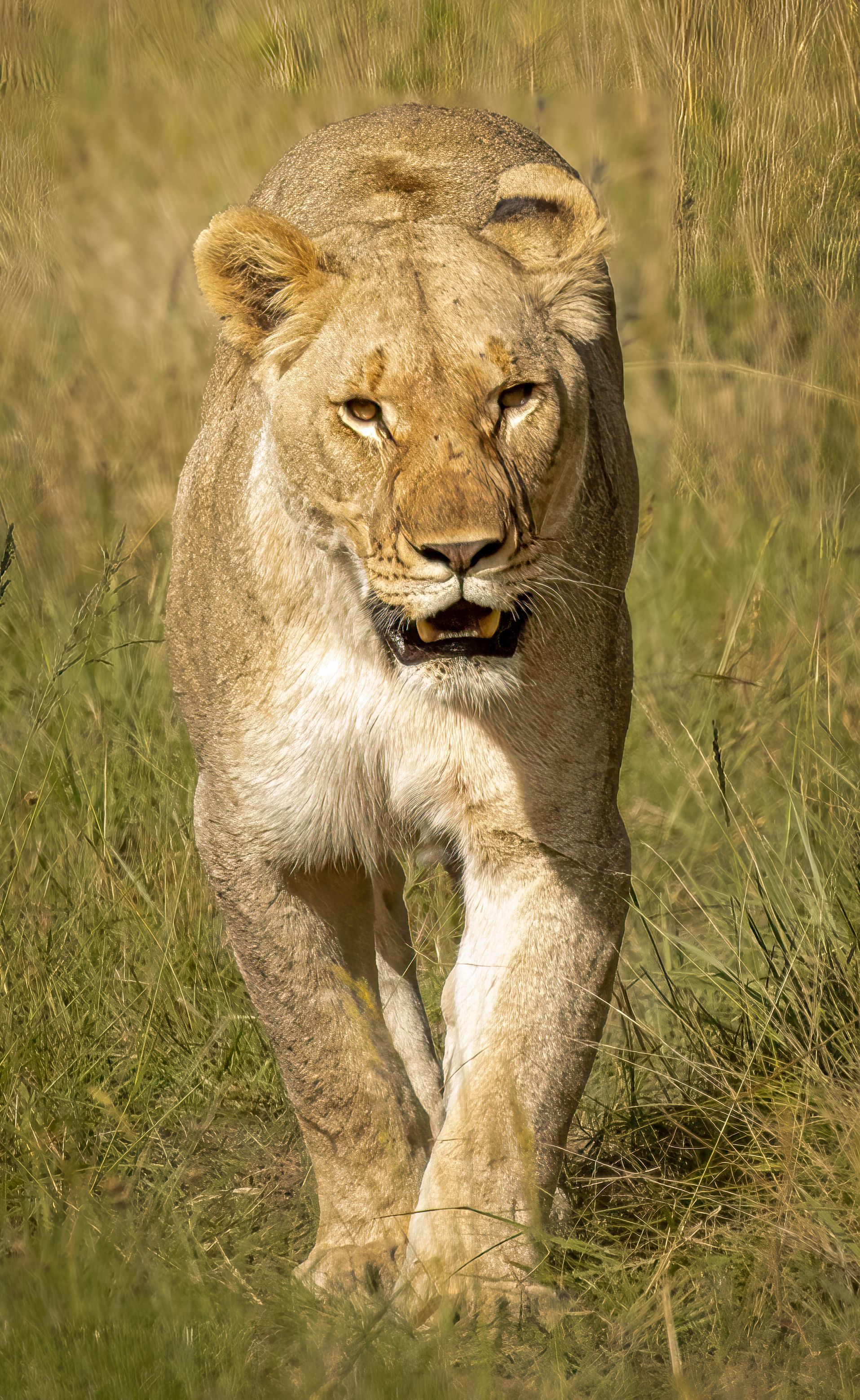 Lioness in Savannah · Free Stock Photo