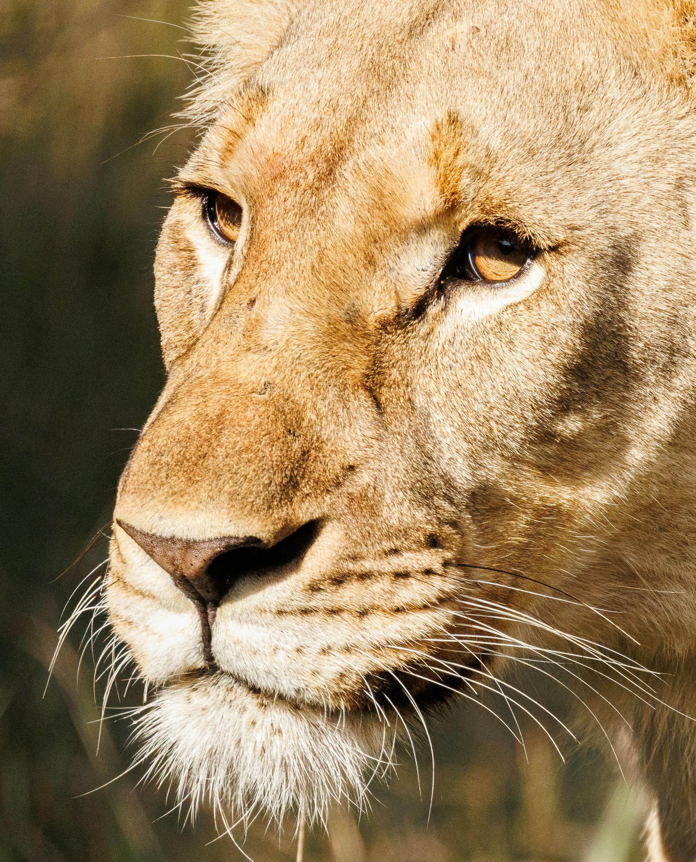 Lions Sleeping on Rocks in Zoo · Free Stock Photo