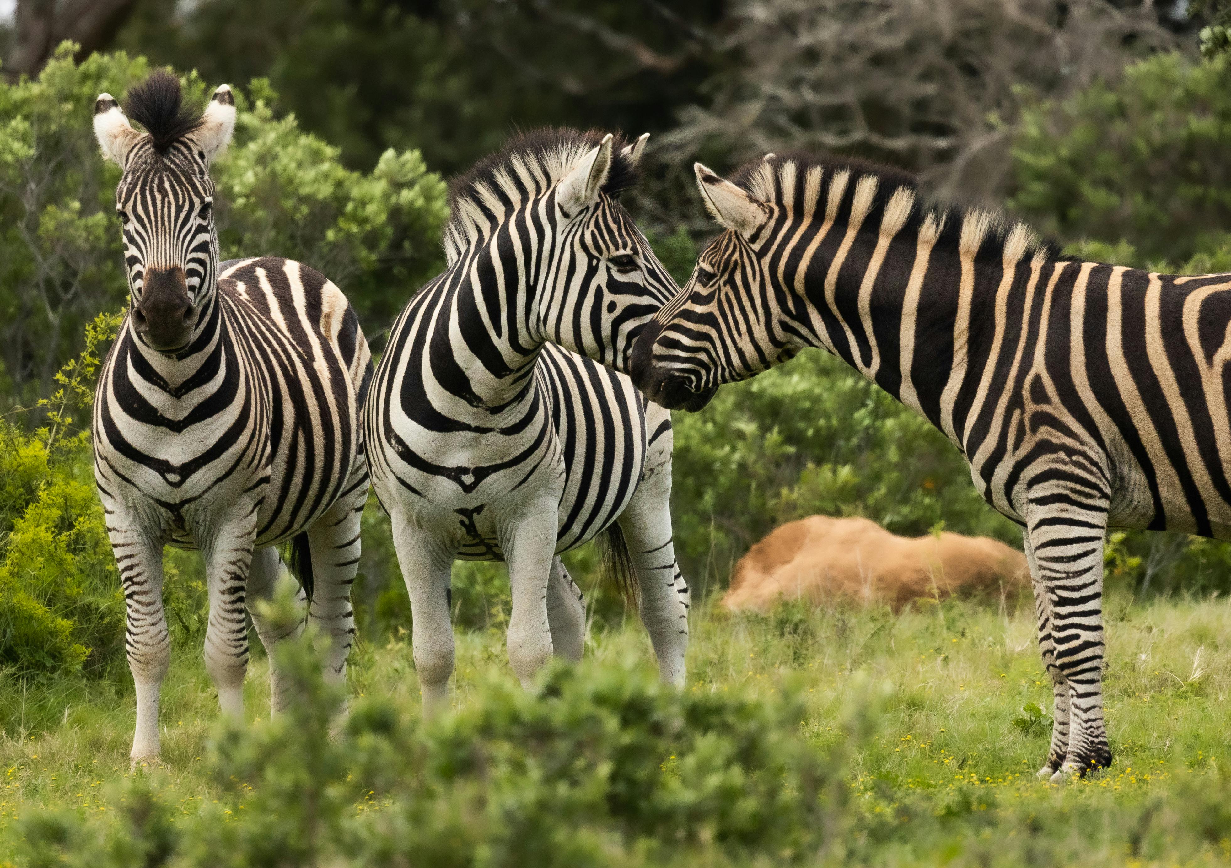 Zebras Kissing Photos, Download Free Zebras Kissing Stock Photos & HD ...