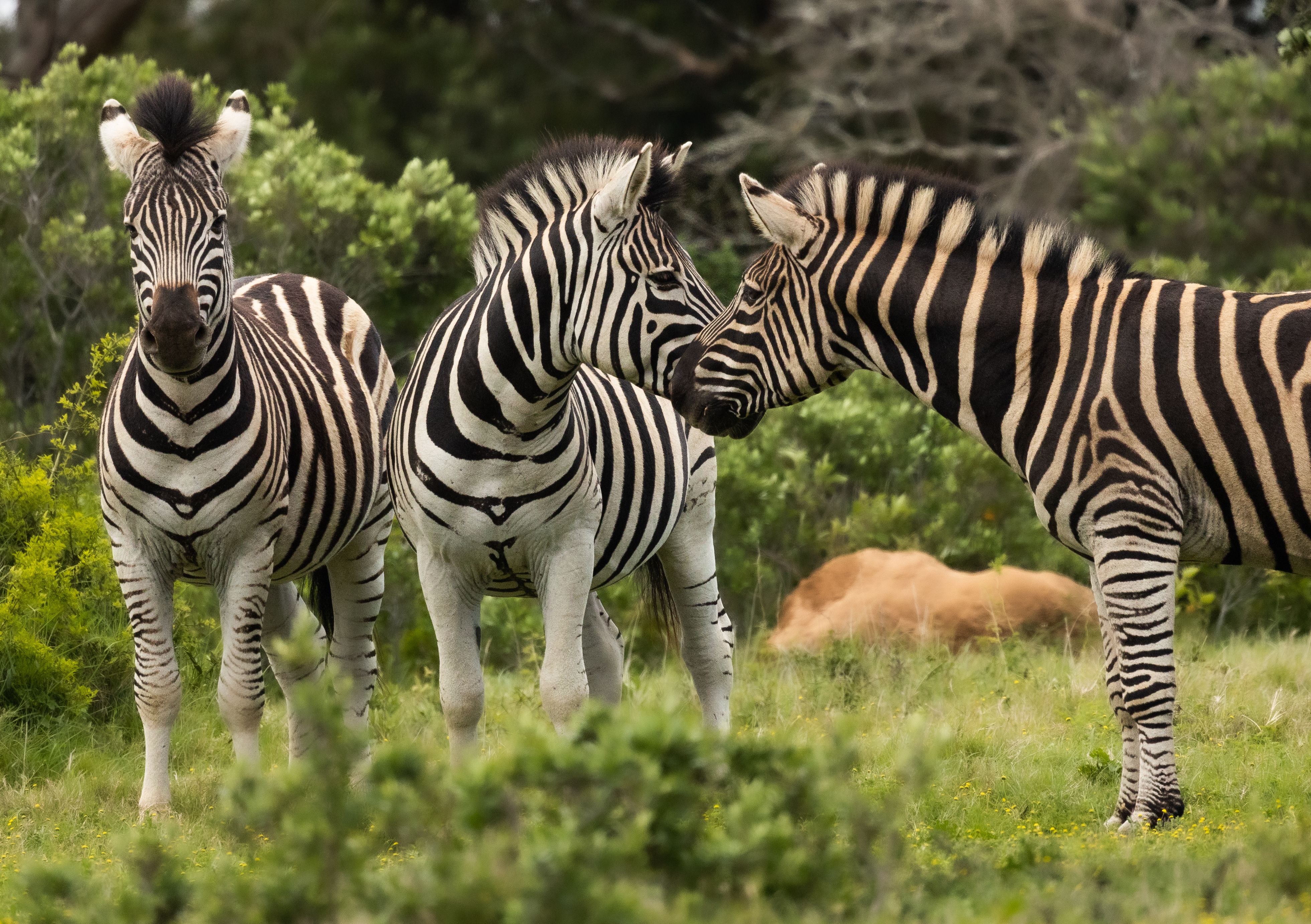 Photograph of Black and White Zebras · Free Stock Photo