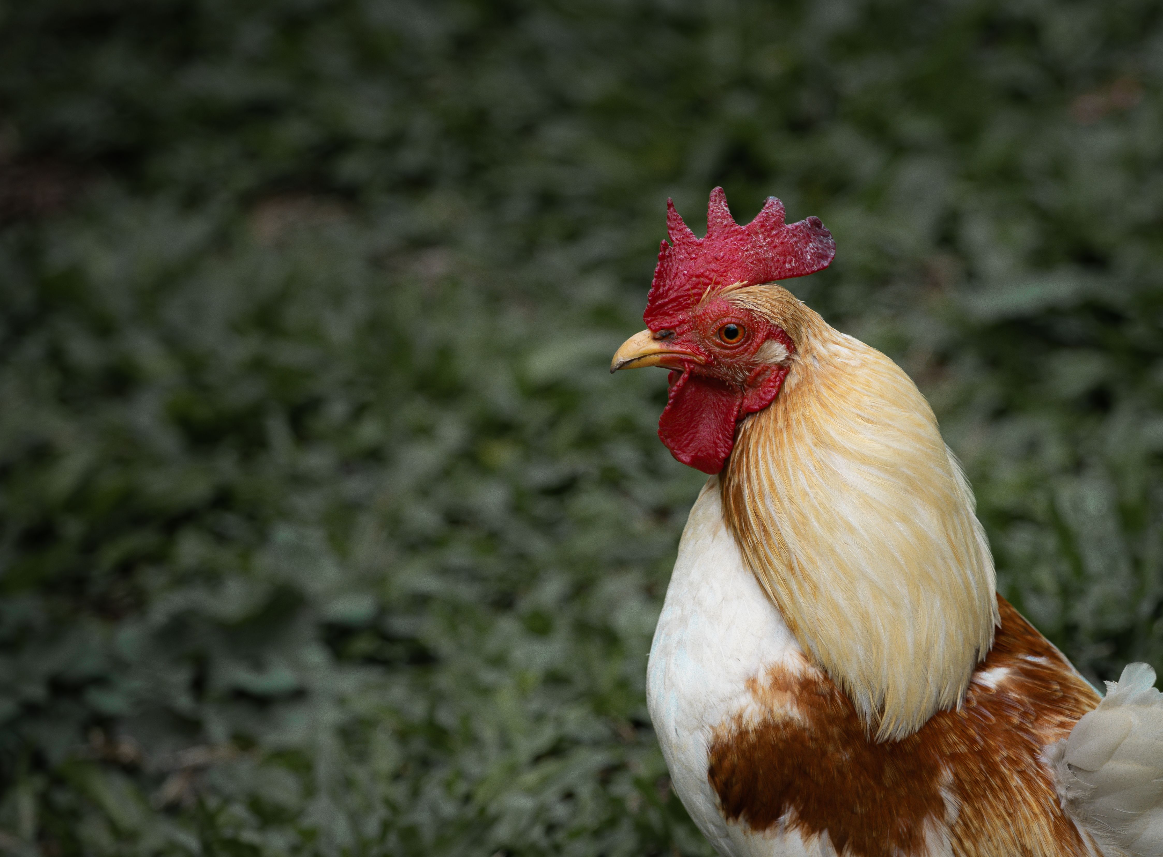 9.075+ Fotos y Imágenes de Raptor rooster Gratis · Banco de Fotos Gratis
