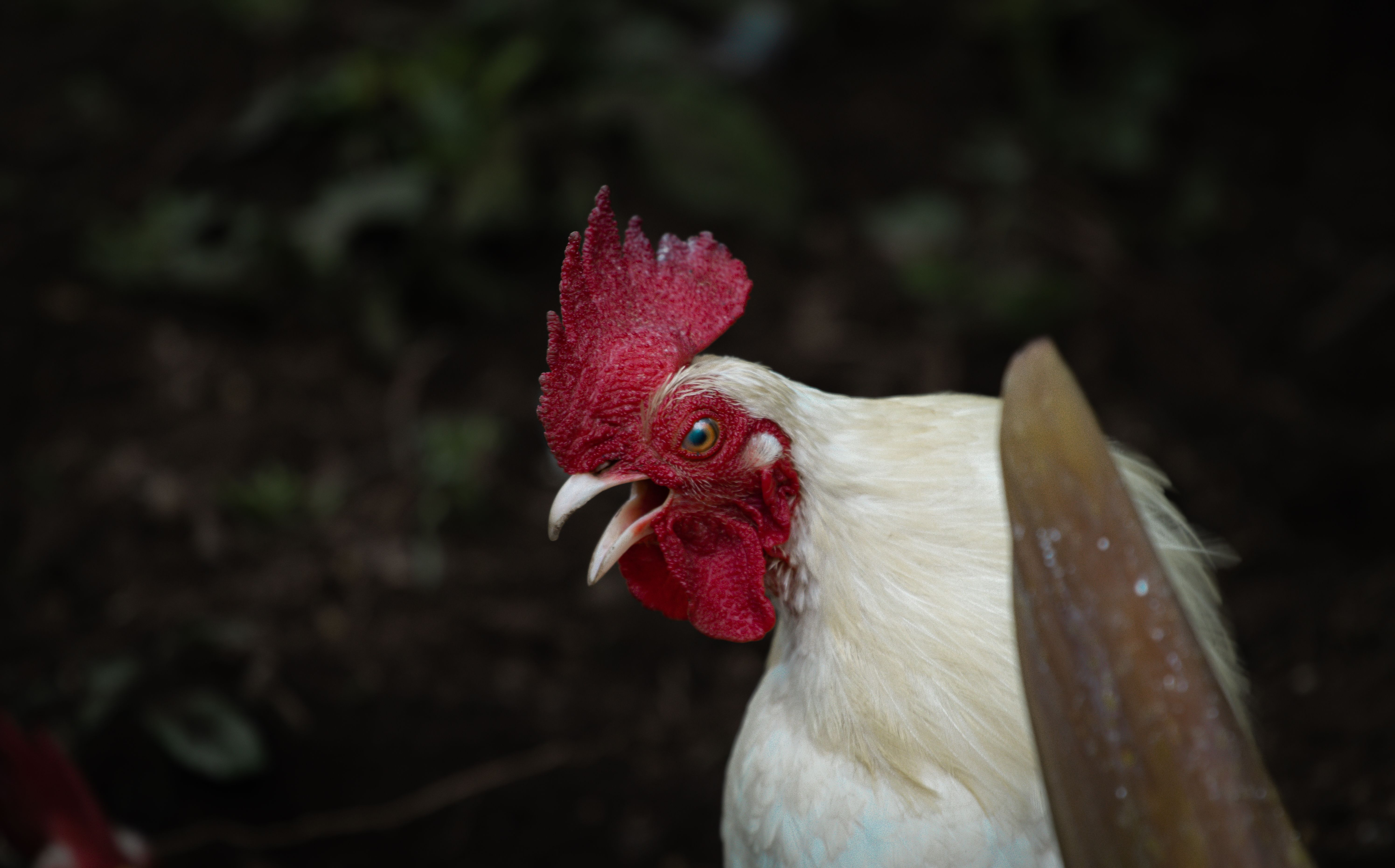 Chicken in Close Up · Free Stock Photo