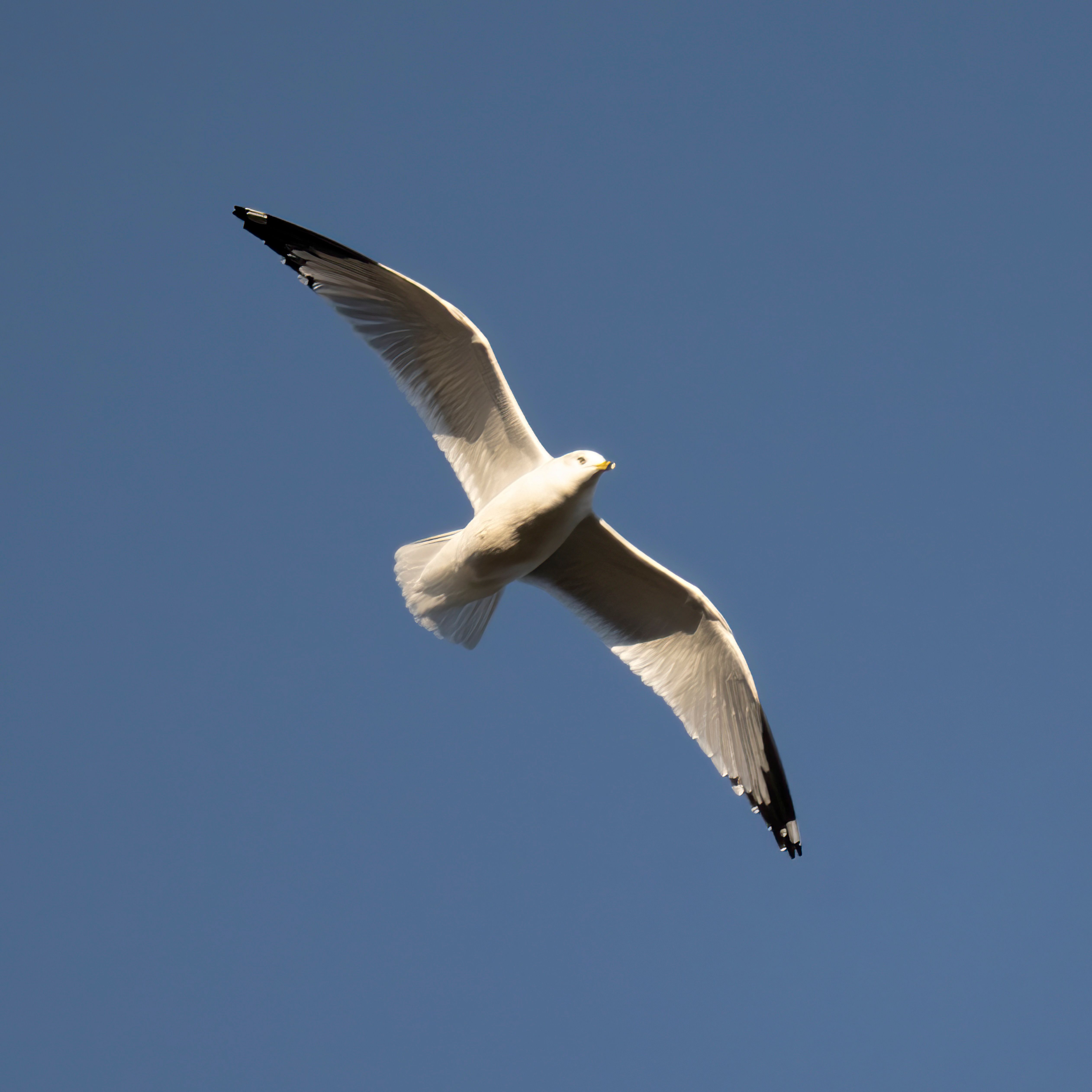 Feather In The Wind Photos, Download Free Feather In The Wind Stock ...