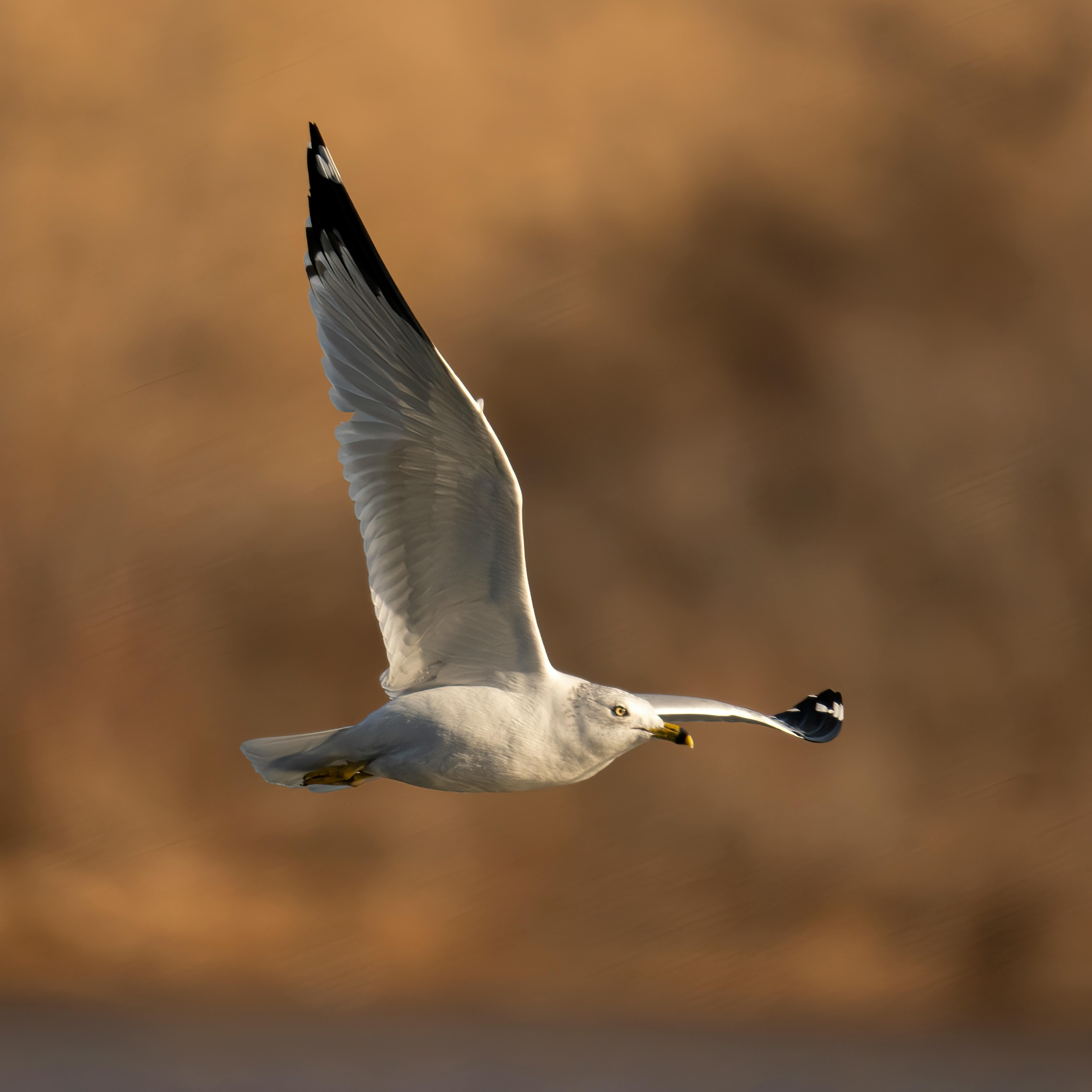 Close up of a Bird Flying · Free Stock Photo