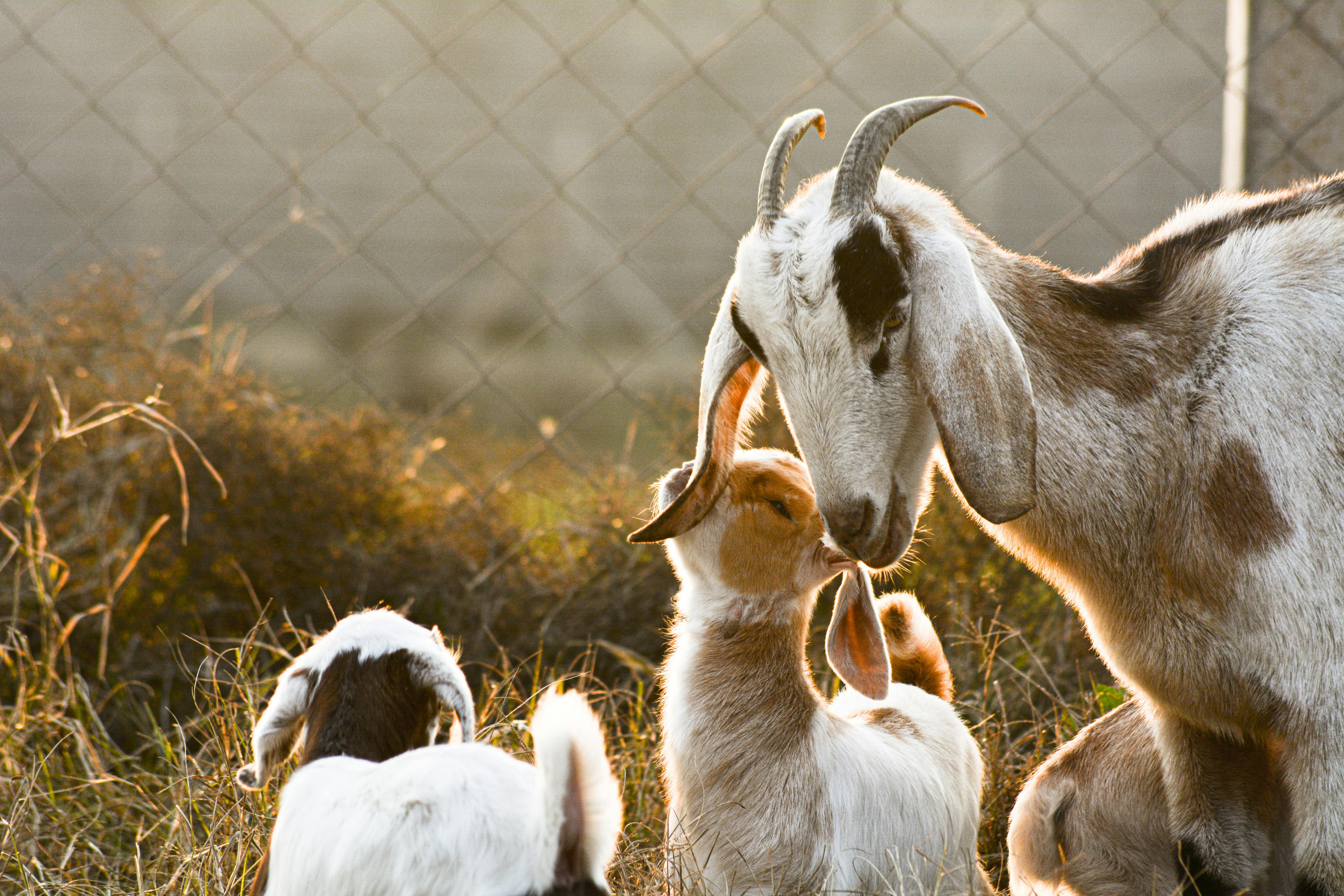 Goats on a Farm · Free Stock Photo