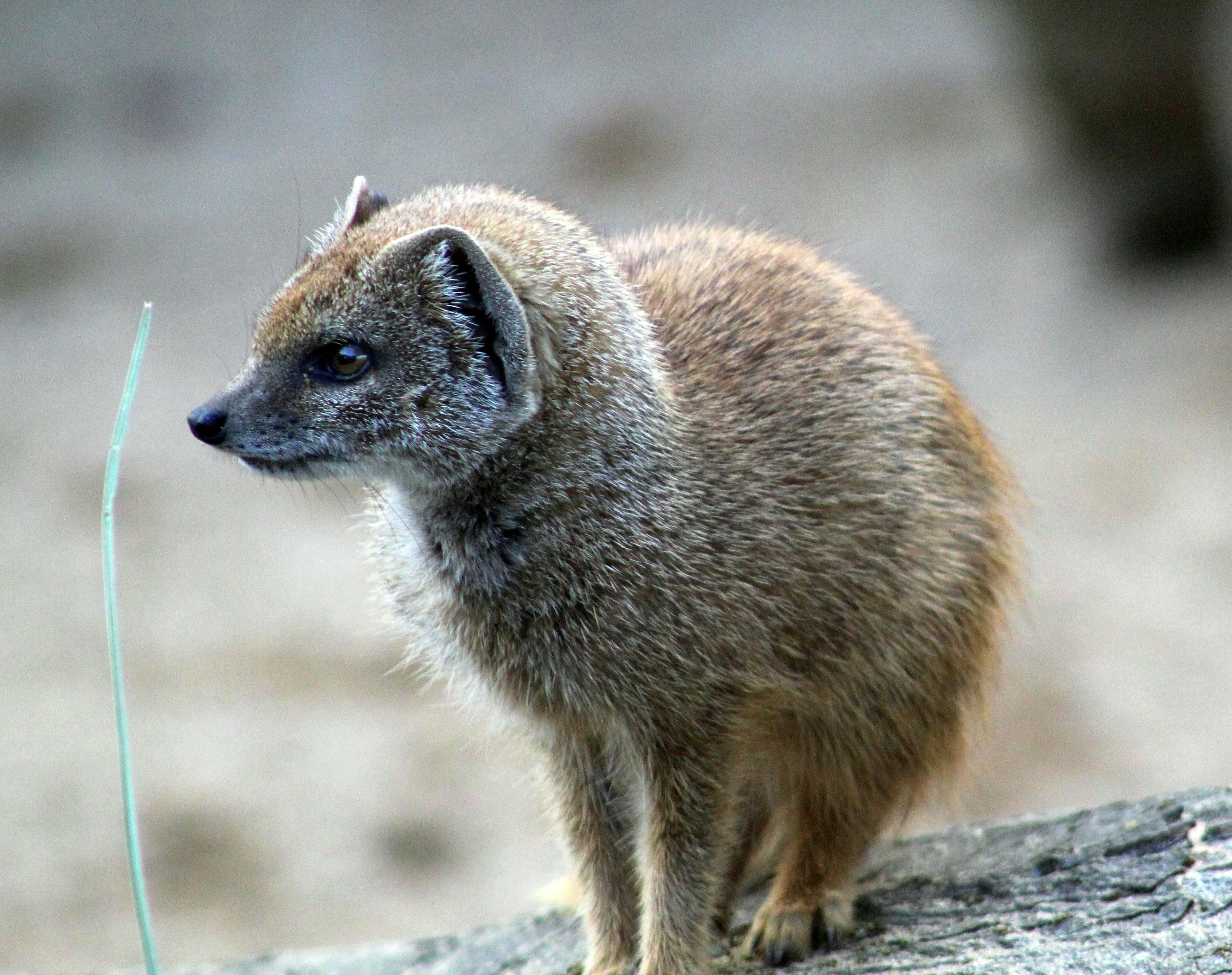 Free stock photo of Yellow Mongoose