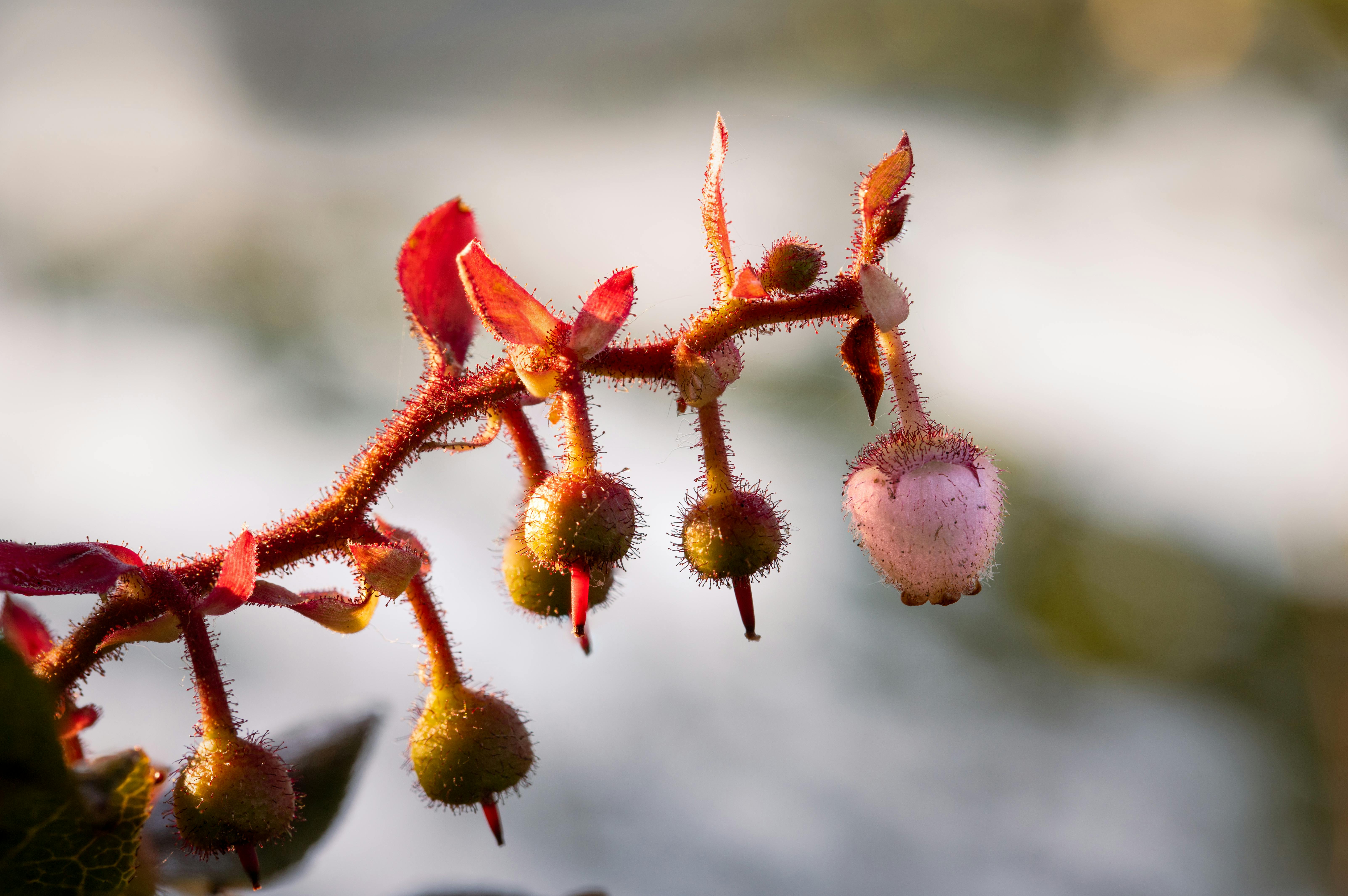Potato Tree Flower Photos, Download The BEST Free Potato Tree Flower ...