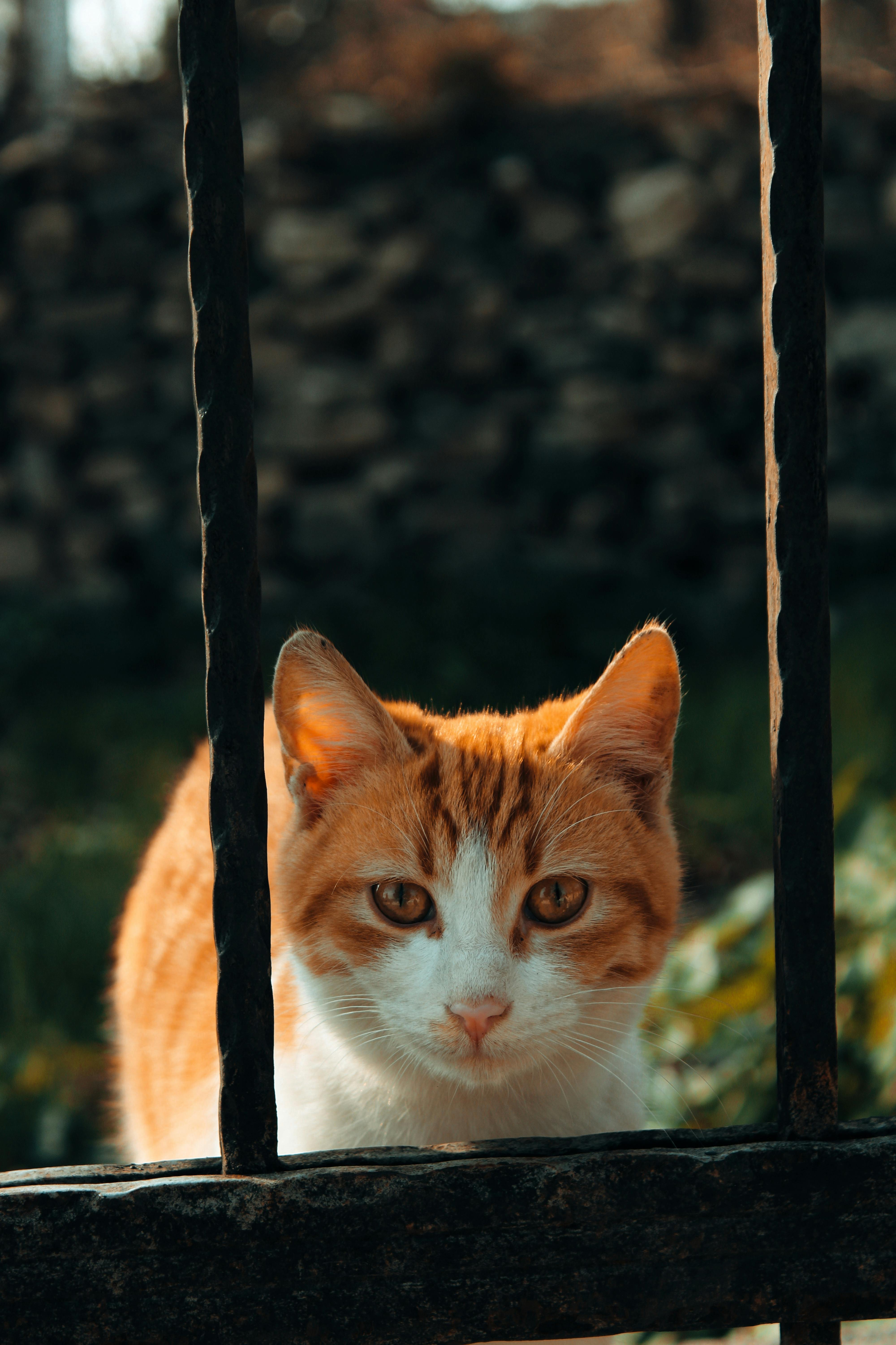 Orange Cat Stretching · Free Stock Photo
