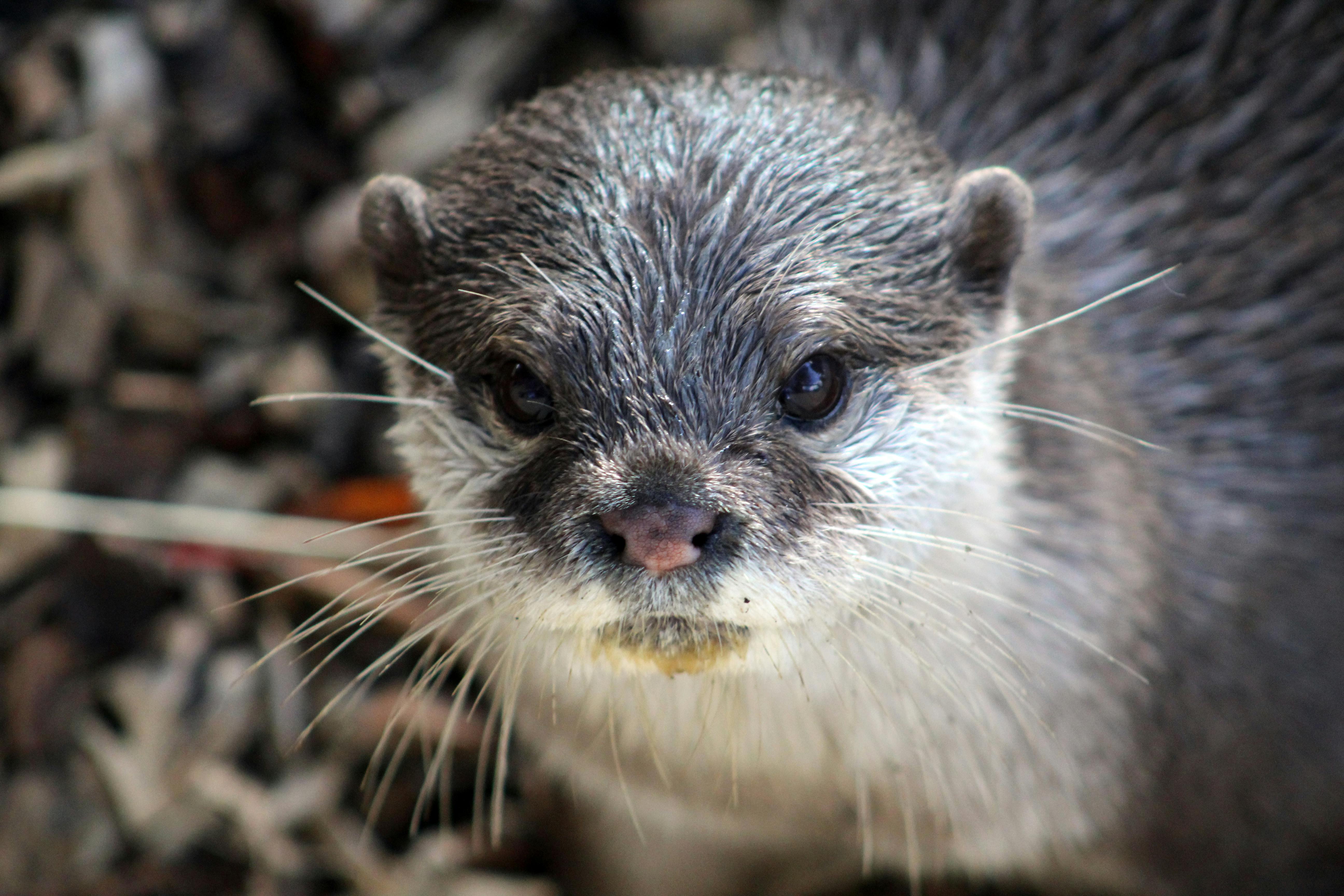 Kostnadsfri bild av utter