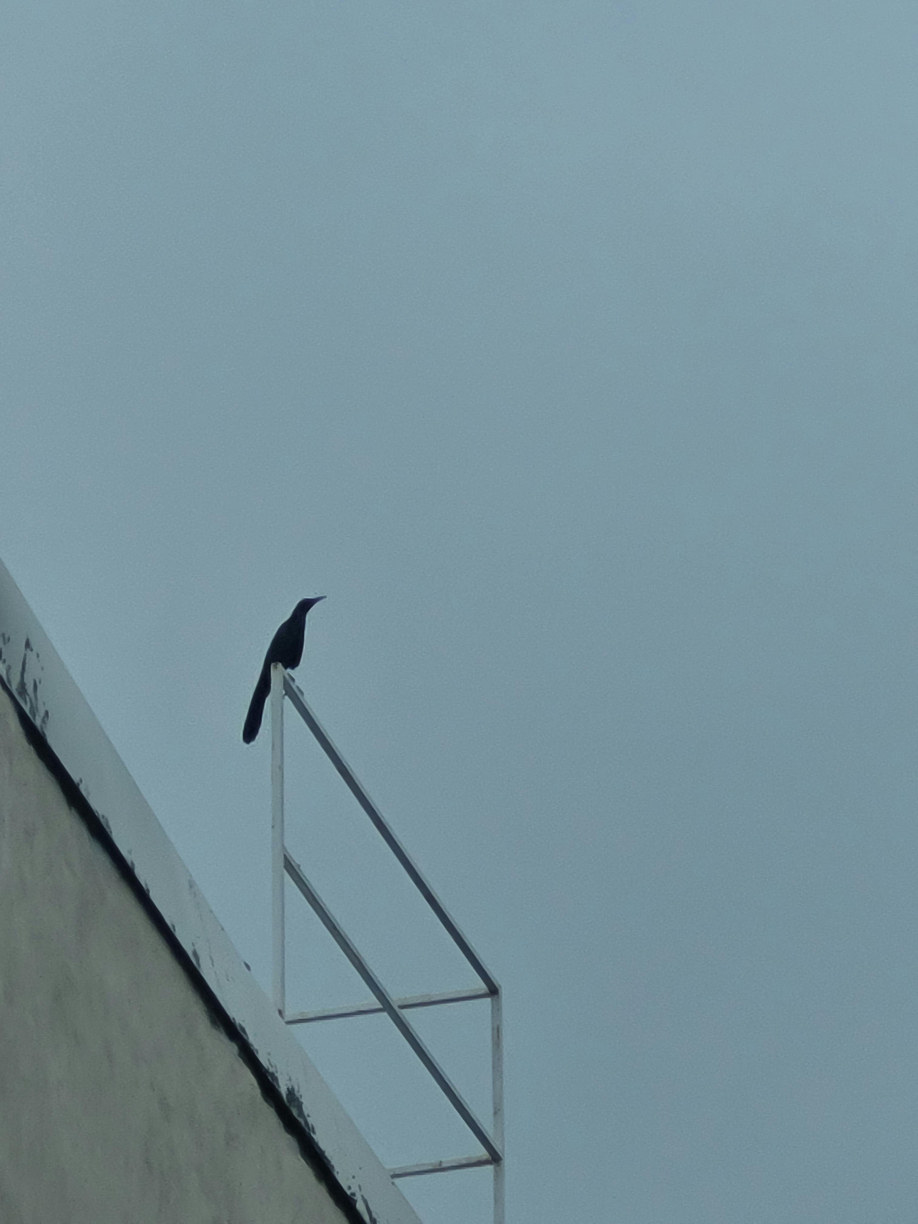 Sky Crow Photos, Download The BEST Free Sky Crow Stock Photos & HD Images