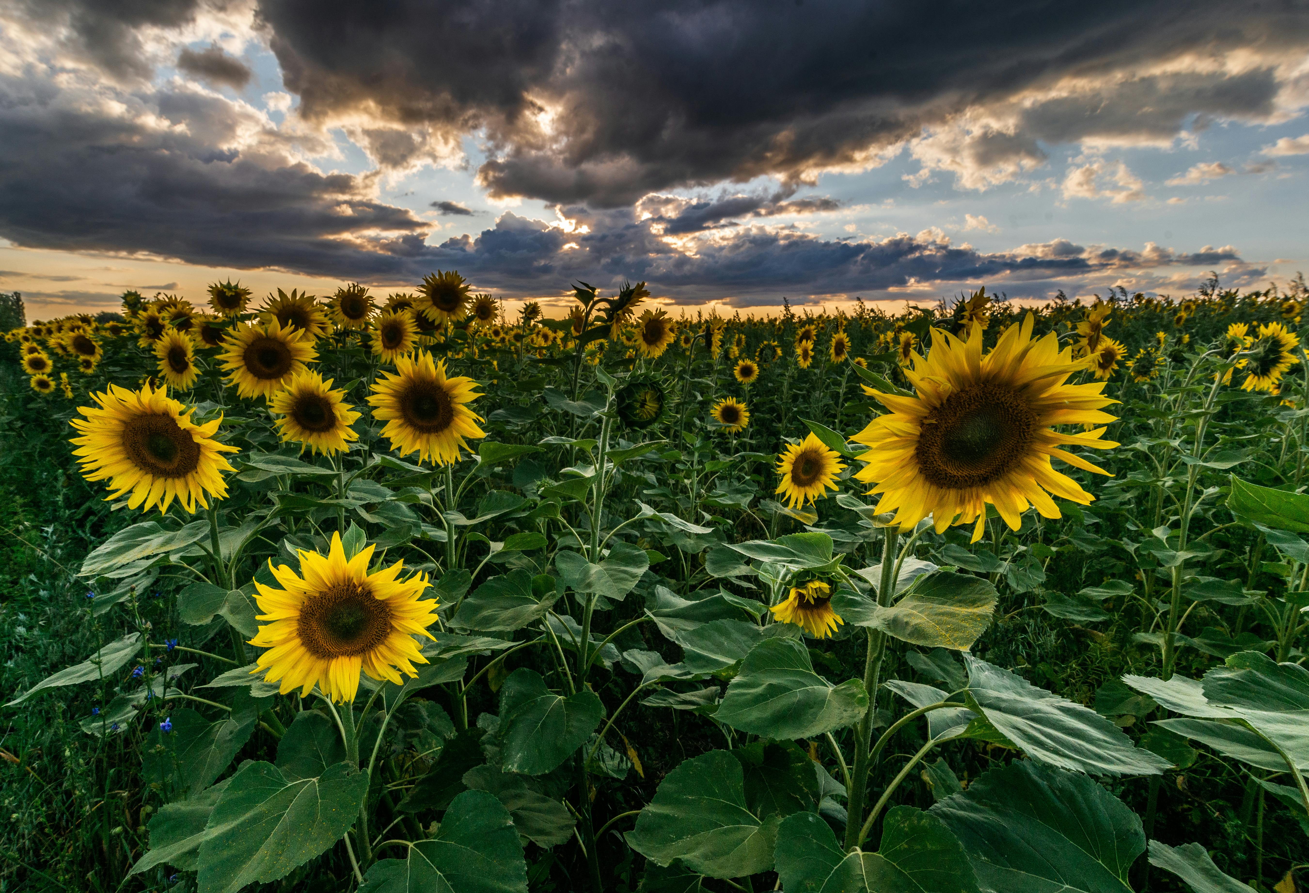 Photo of Sunflower Field during Golden Hour · Free Stock Photo
