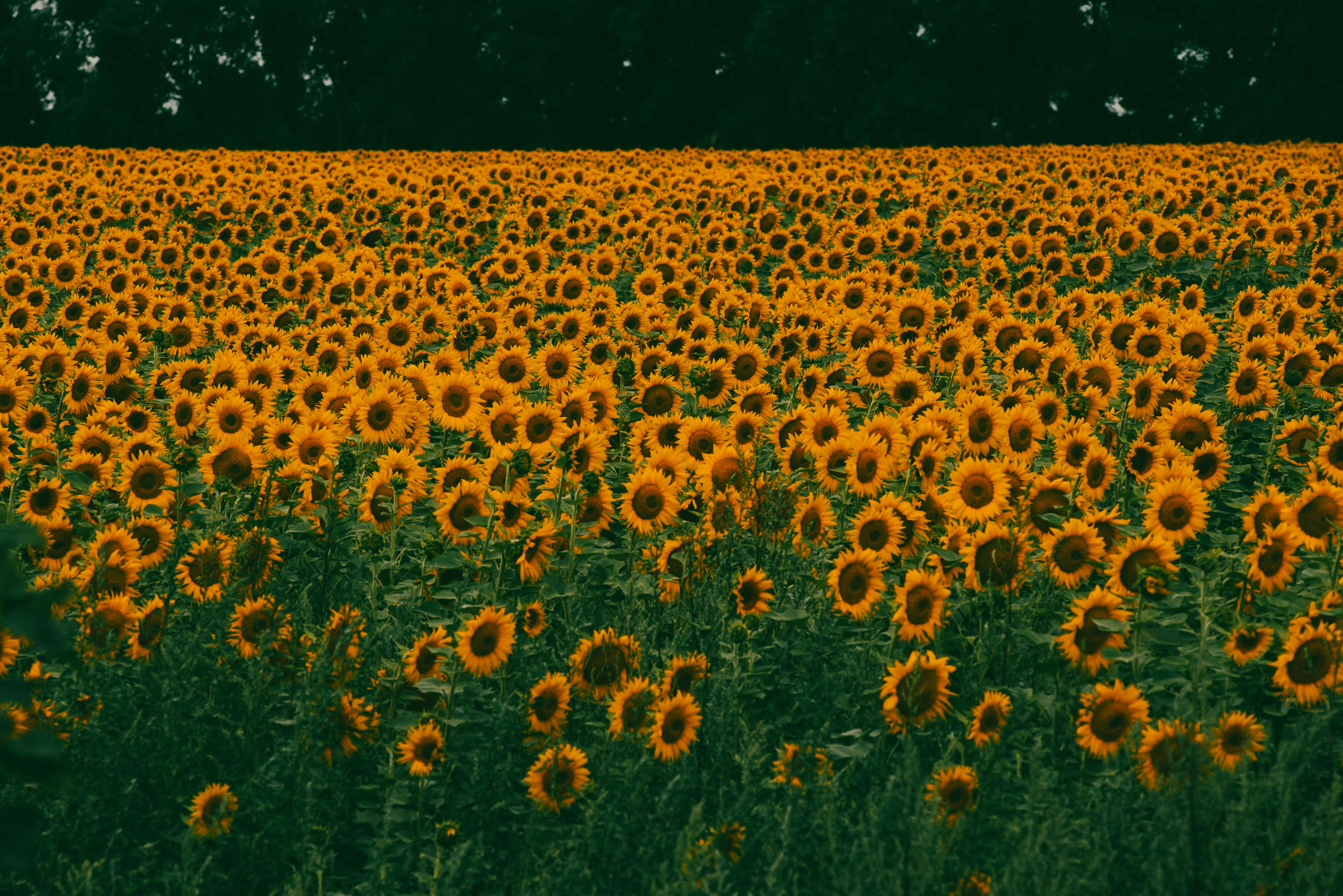 Sunflowers Desktop Wallpaper Photos, Download The BEST Free Sunflowers ...