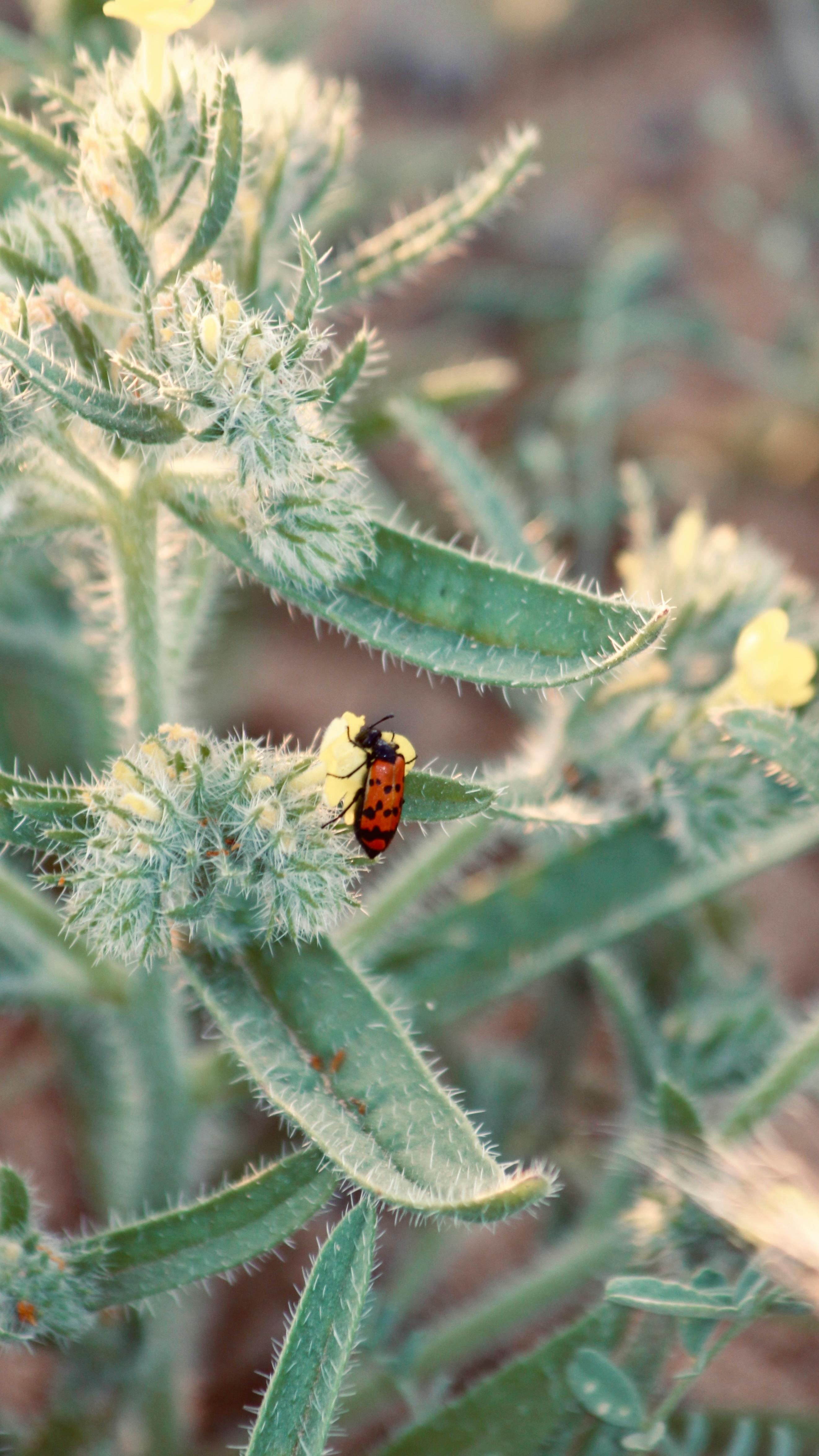 Close-up of Beetle Sitting on Cactus Plant · Free Stock Photo