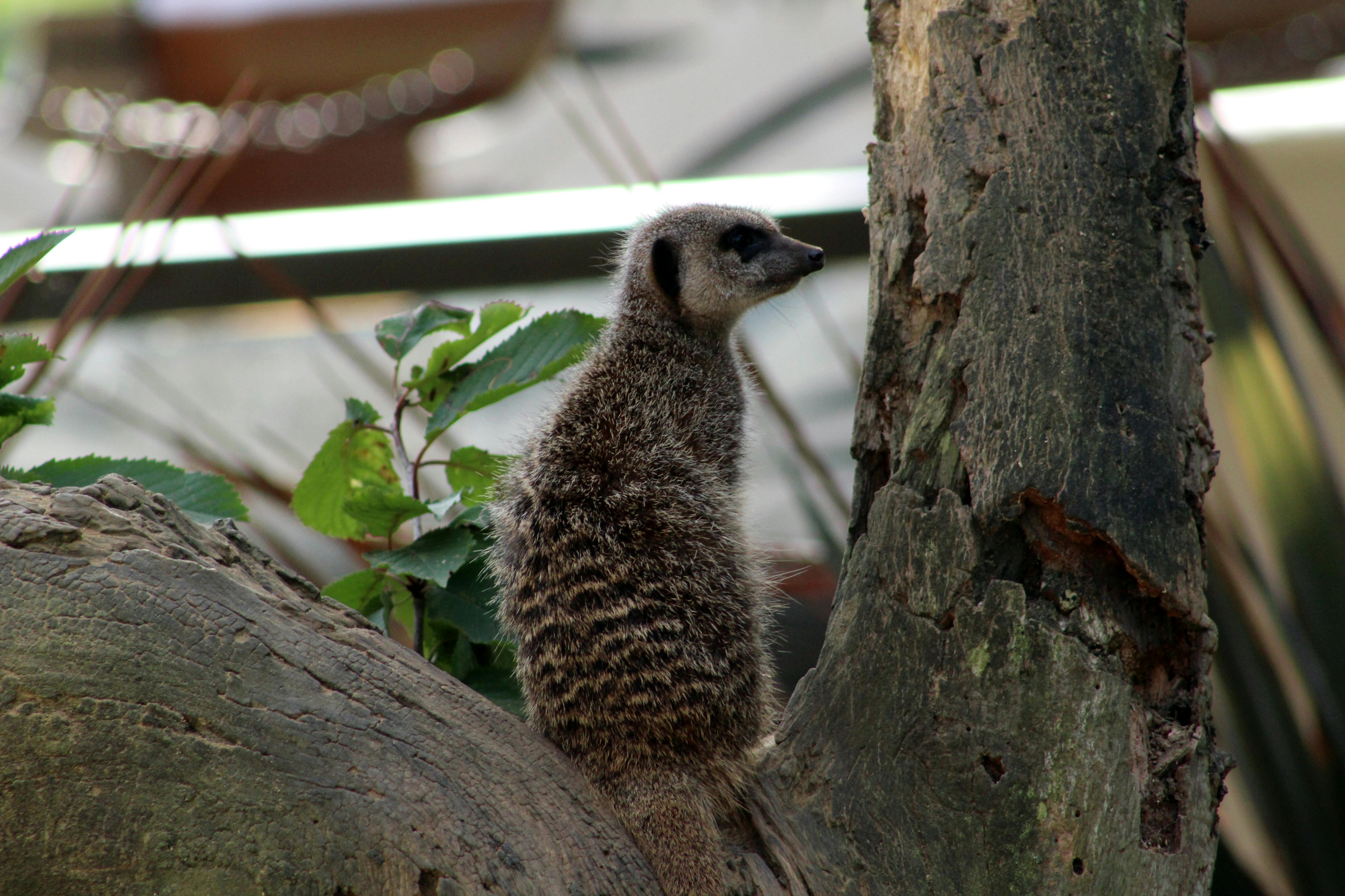 Ücretsiz mirket stok fotoğrafı