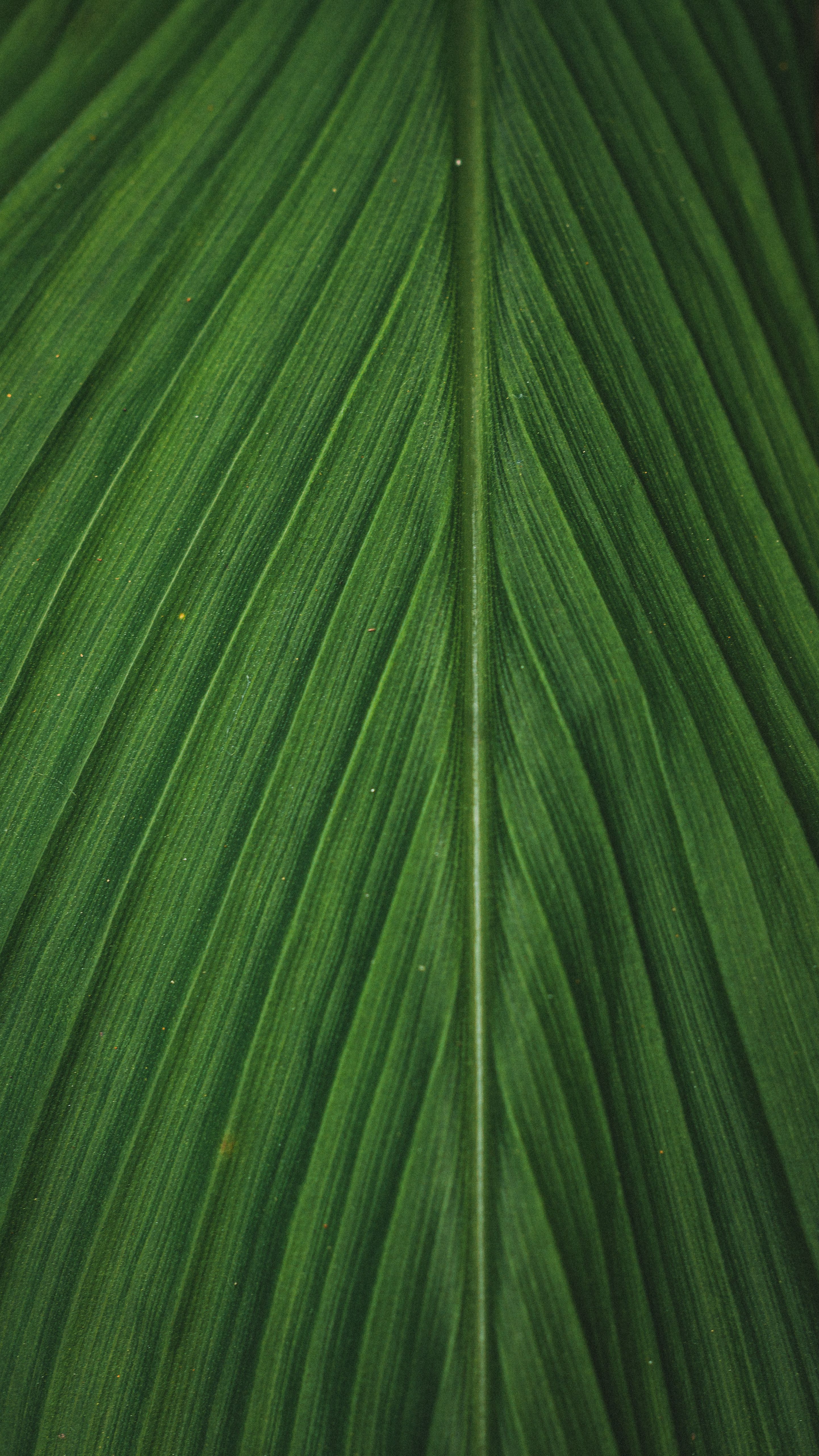 Close-up of a Leaf · Free Stock Photo