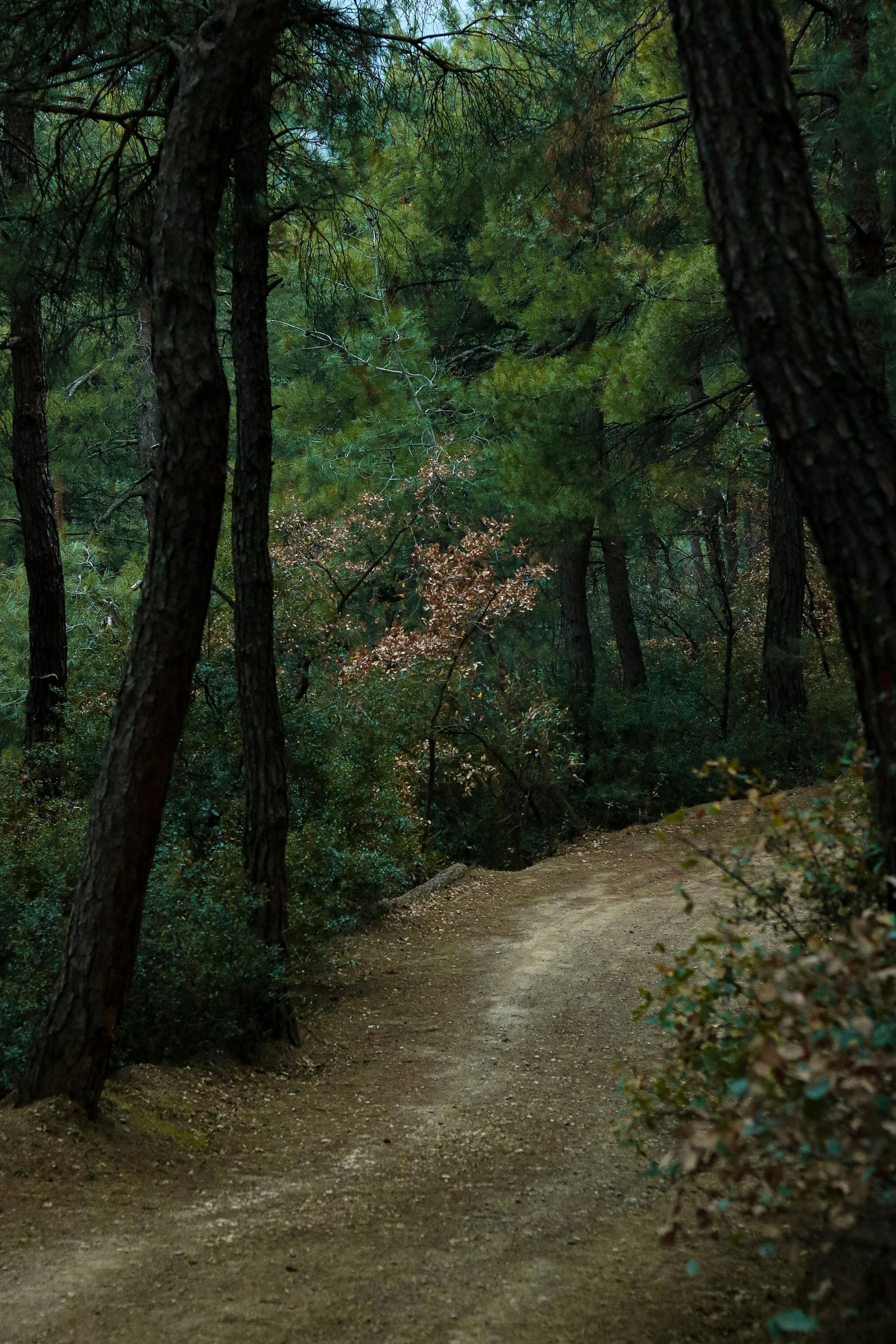 Walking Path in Dense Green Forest · Free Stock Photo