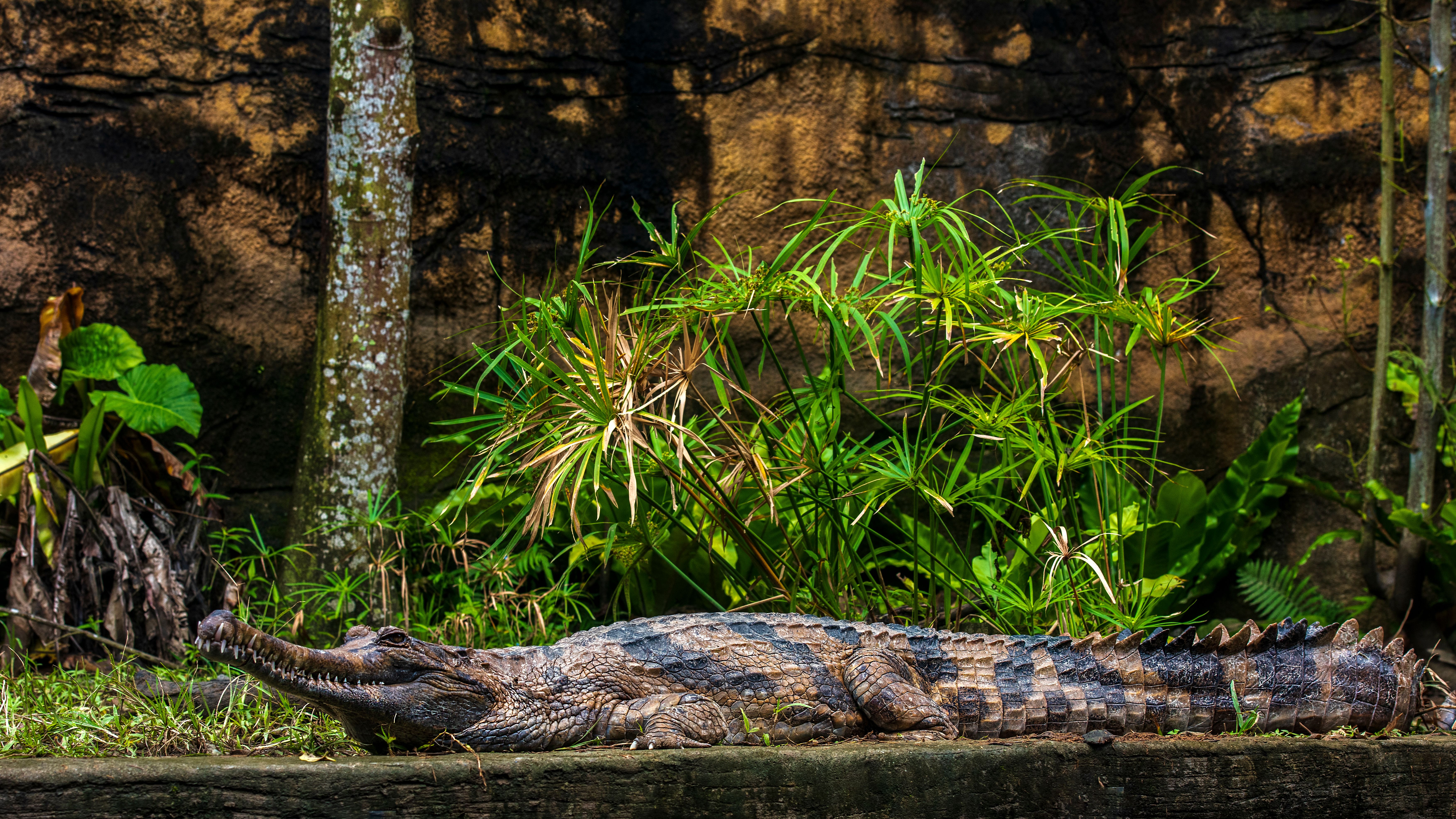 Crocodile near Bushes · Free Stock Photo