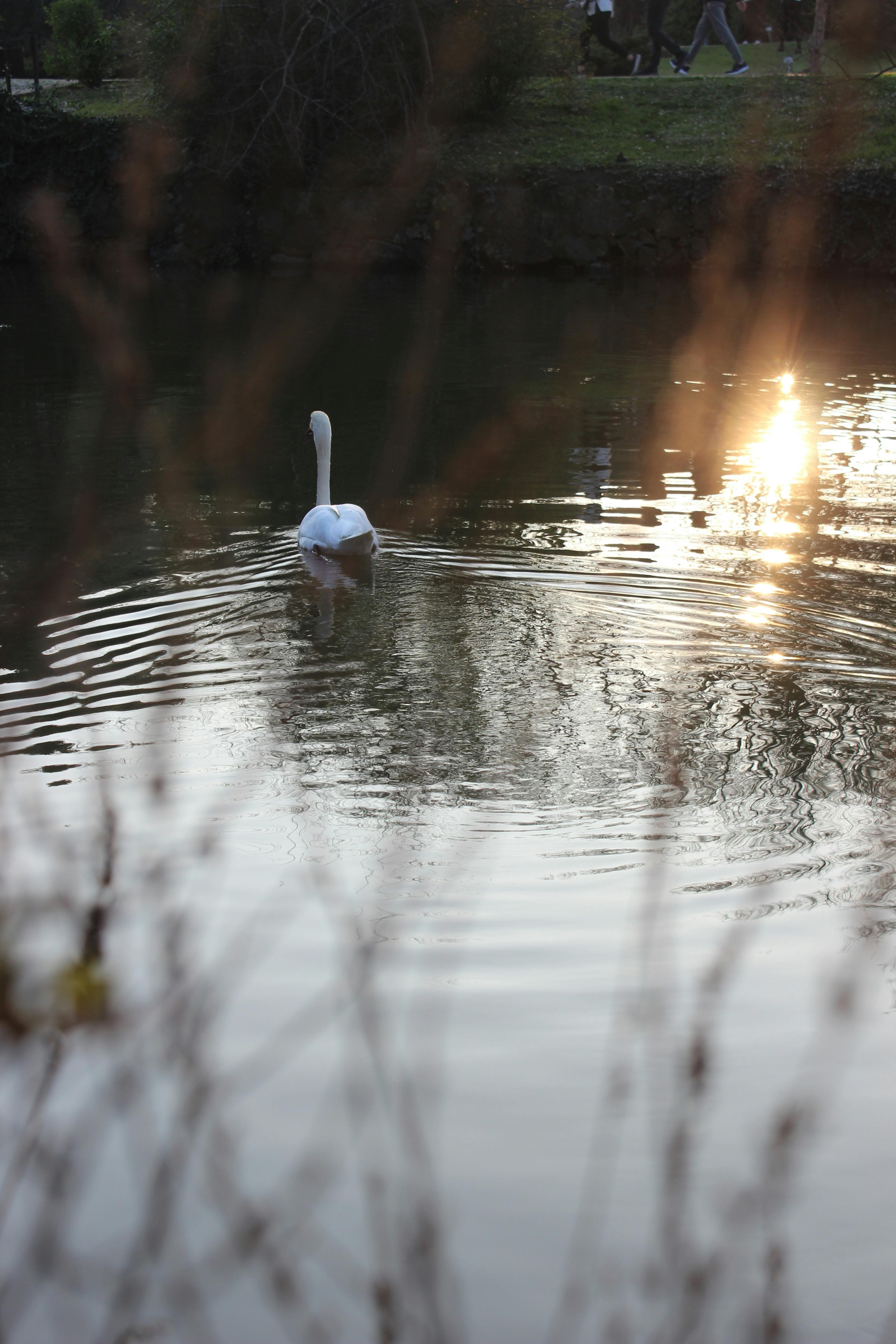 White Swan Sailing on Water on Sunset · Free Stock Photo