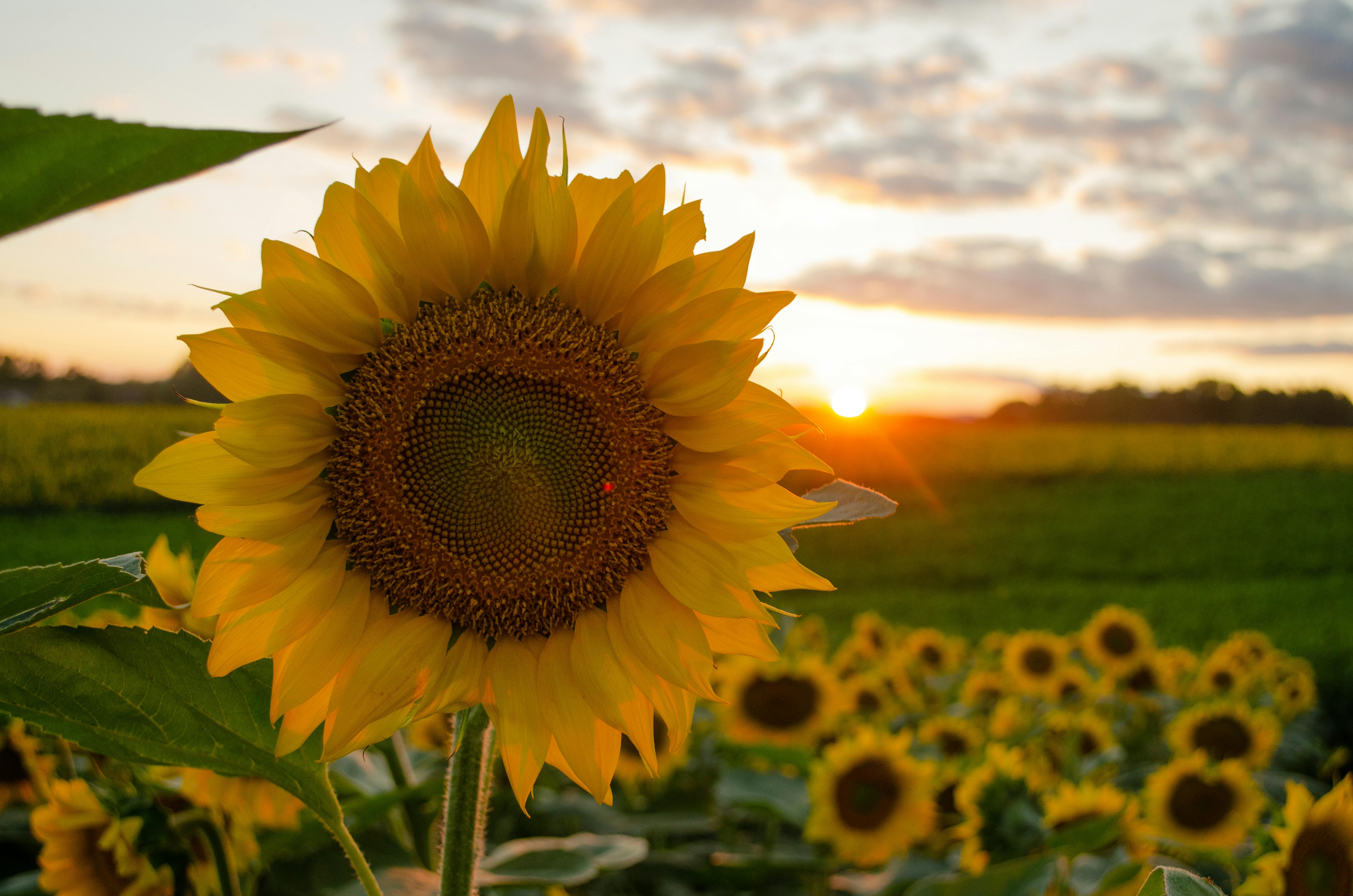 Close-up of Sunflower in Field on Sunset · Free Stock Photo