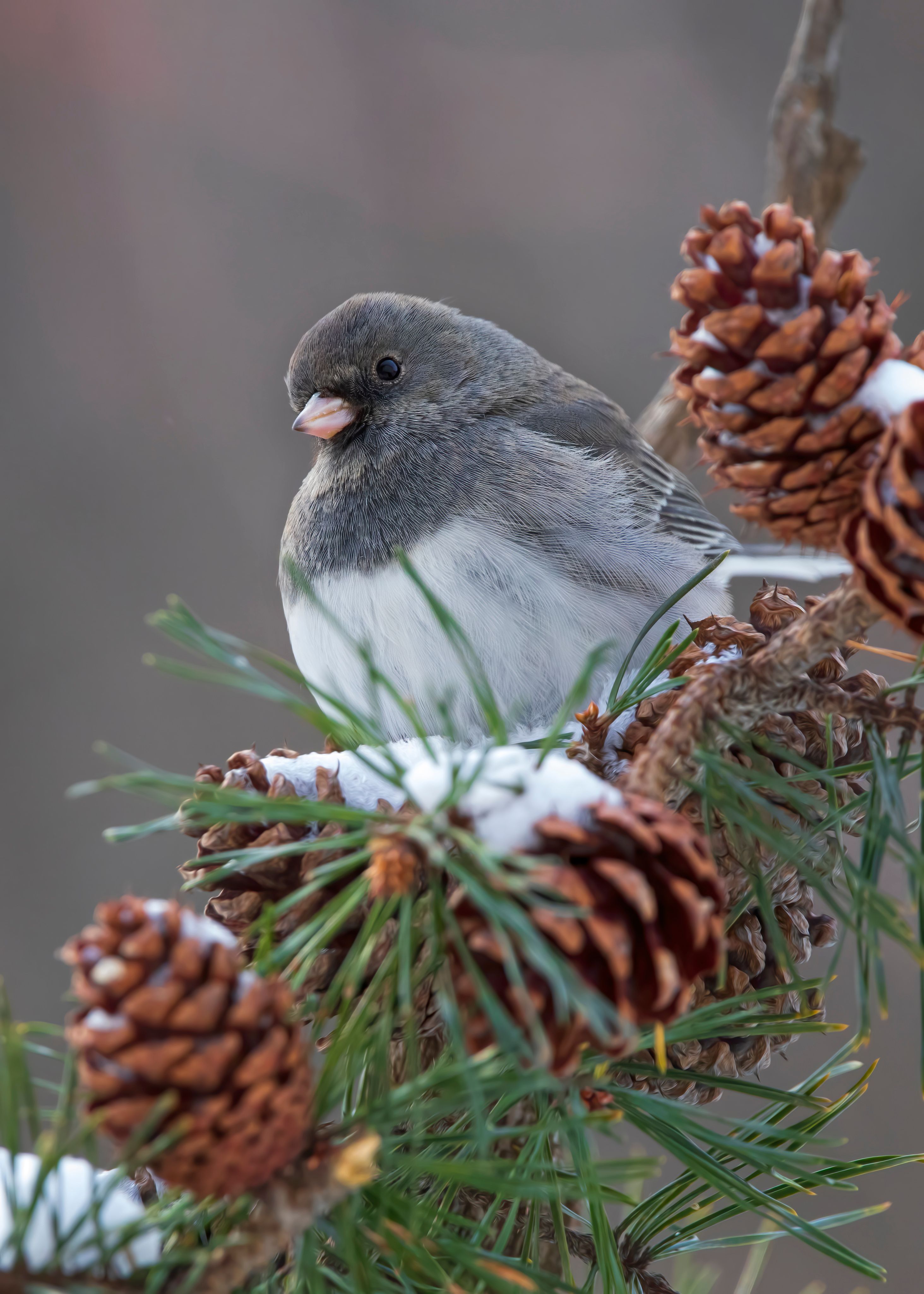 Small Conifer Photos, Download The BEST Free Small Conifer Stock Photos ...
