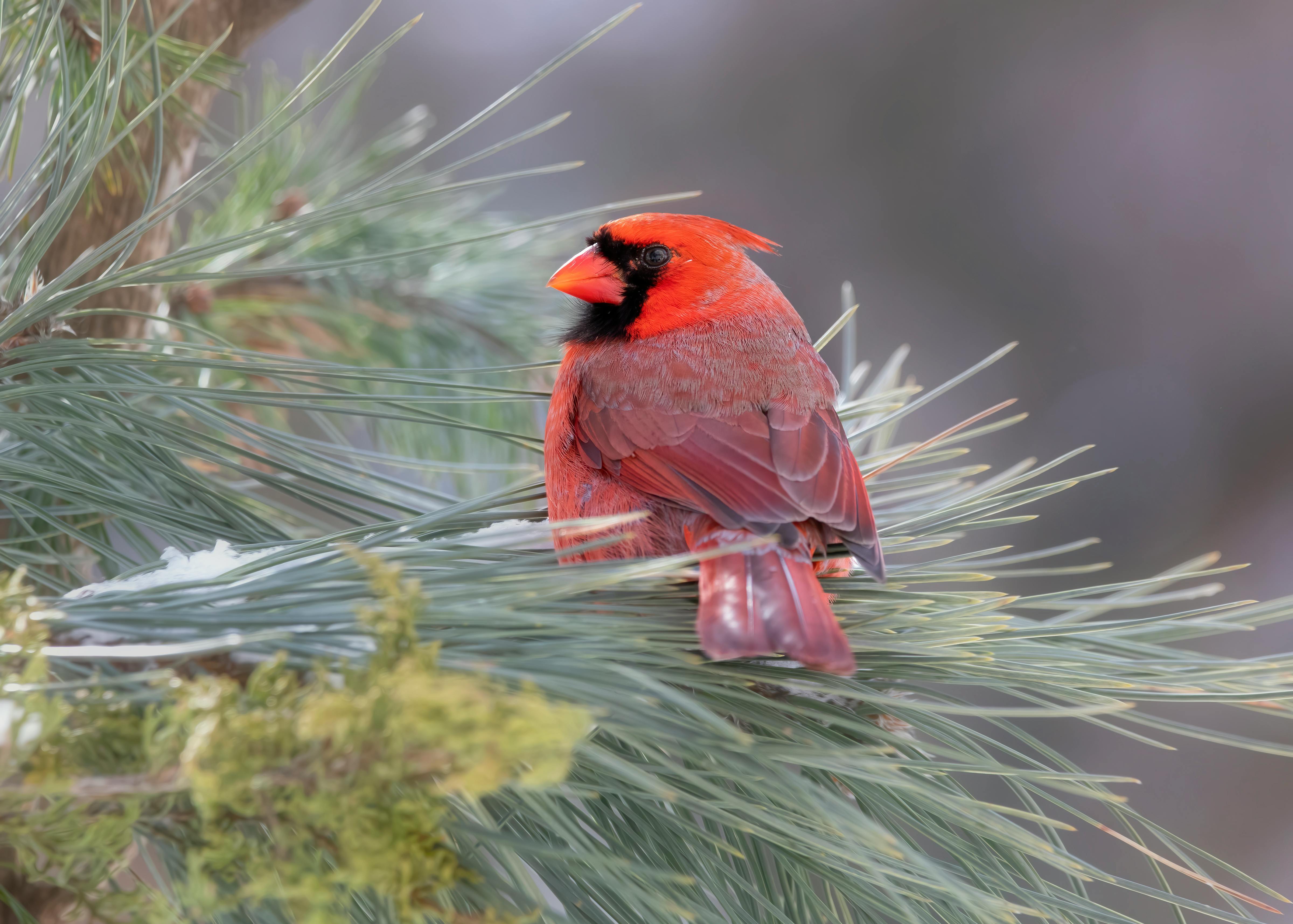 Red Cardinal Perched On Tree Branch · Free Stock Photo