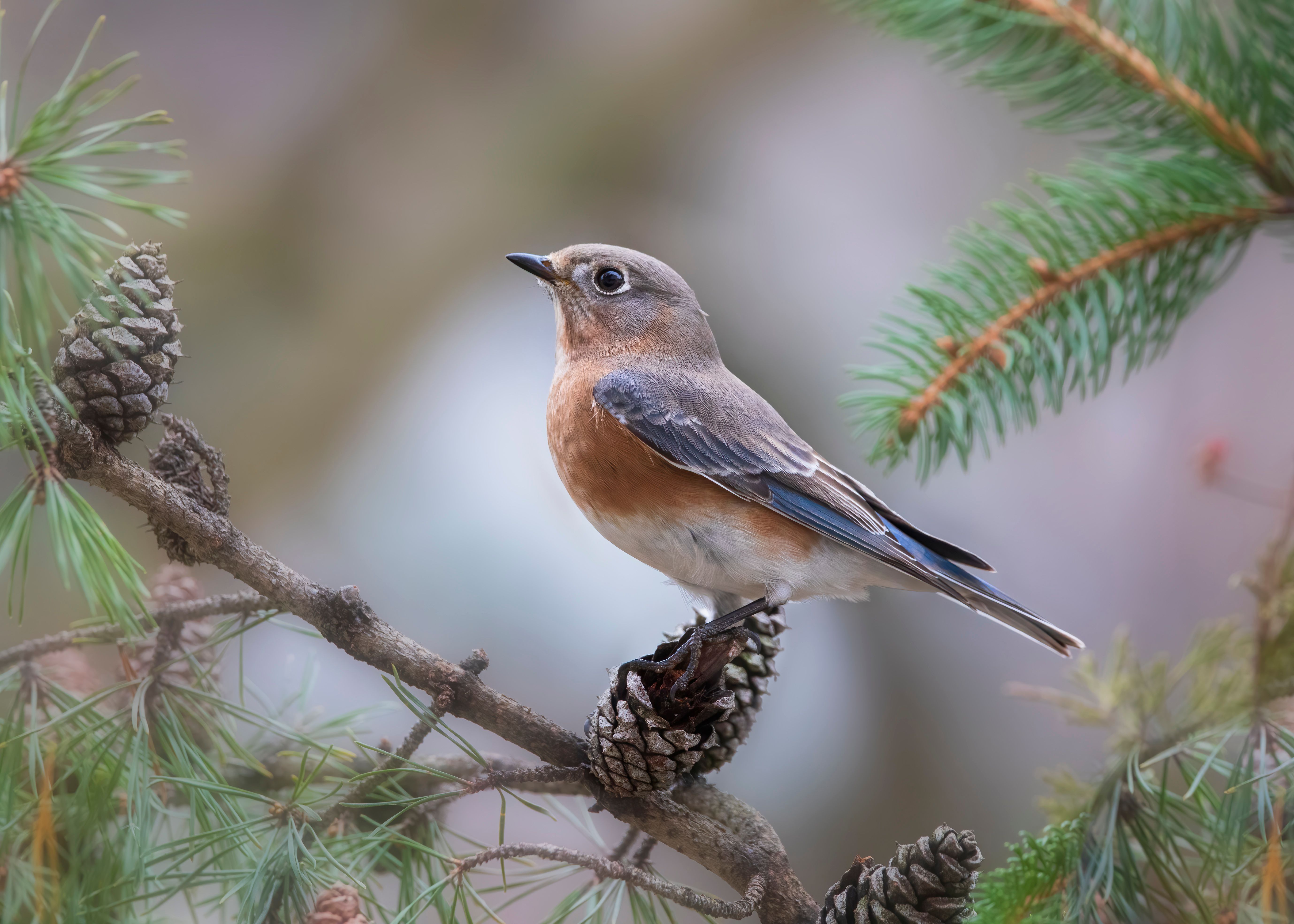 Close-up of a Bluebird · Free Stock Photo