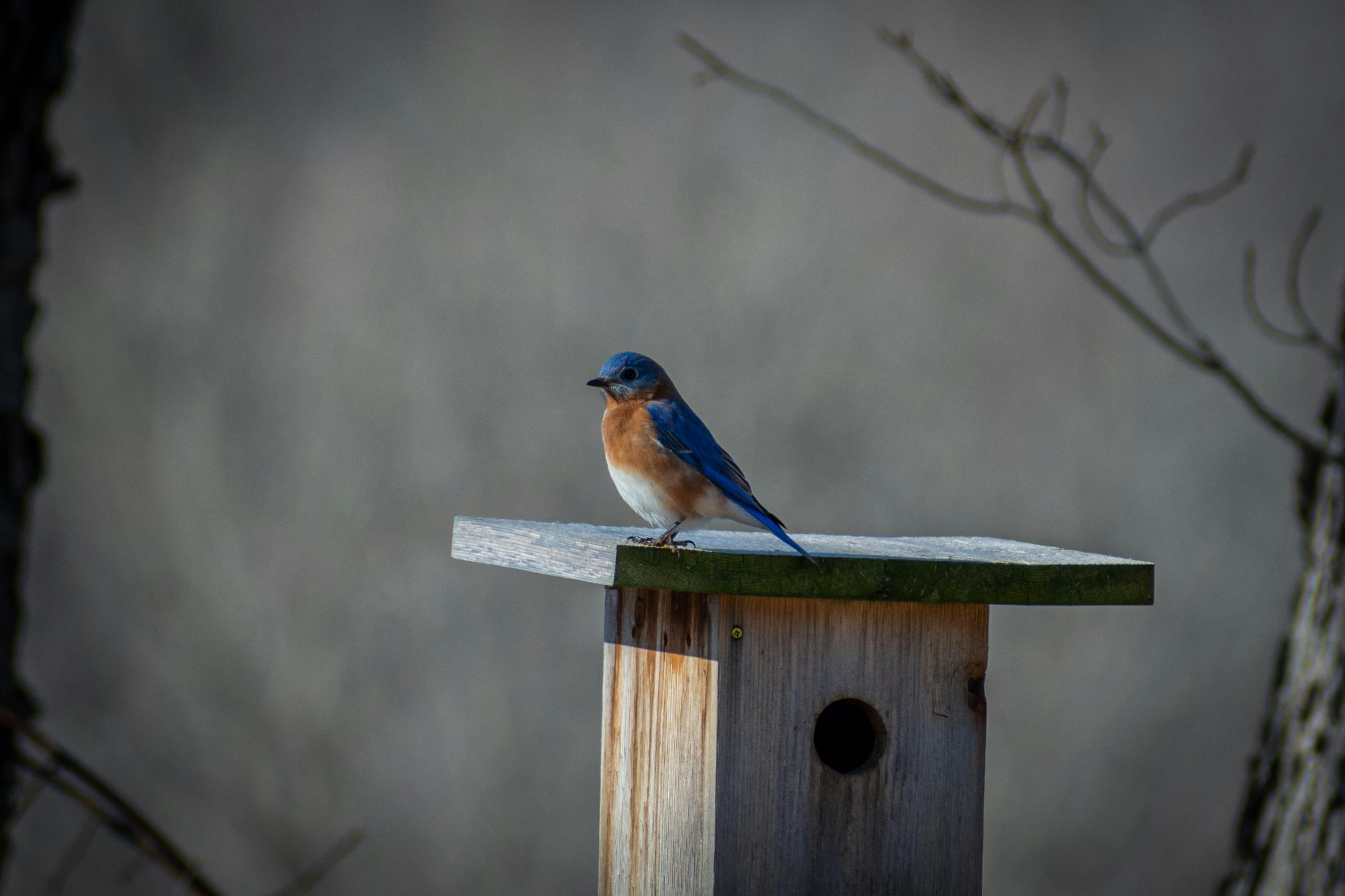 Bluebird Photos, Download The BEST Free Bluebird Stock Photos & HD Images
