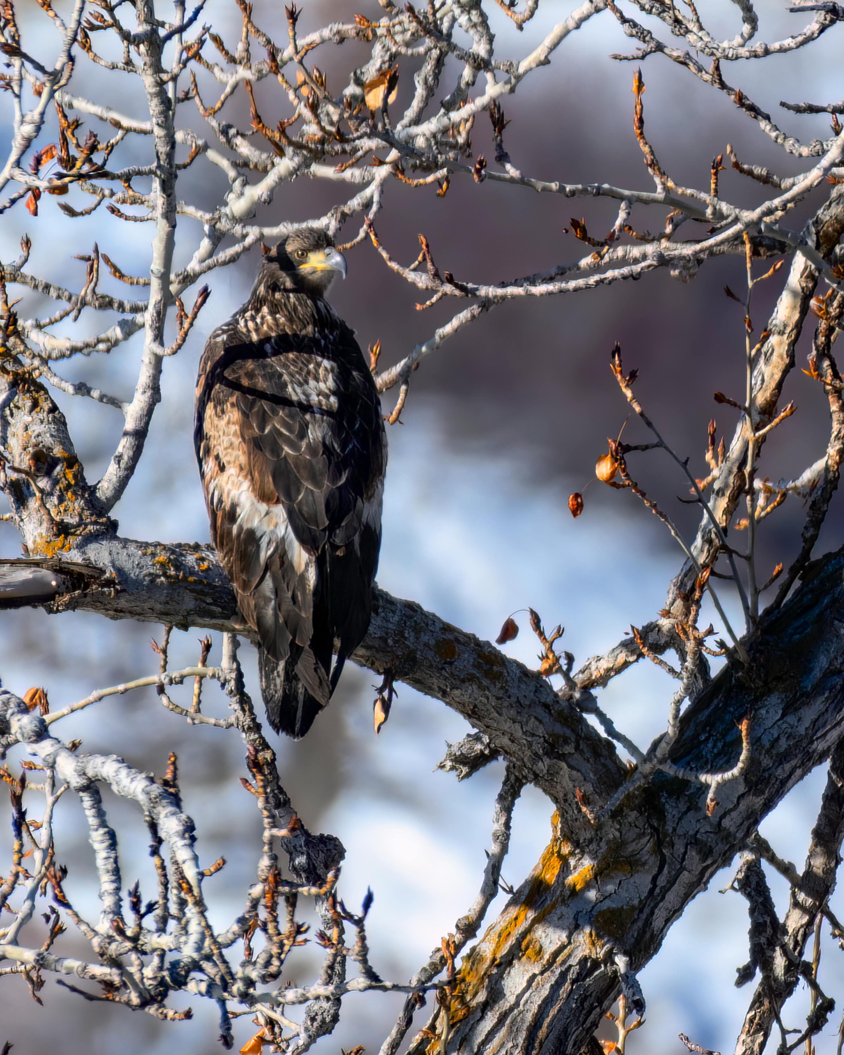 Close-up of a Bald Eagle on a Tree · Free Stock Photo
