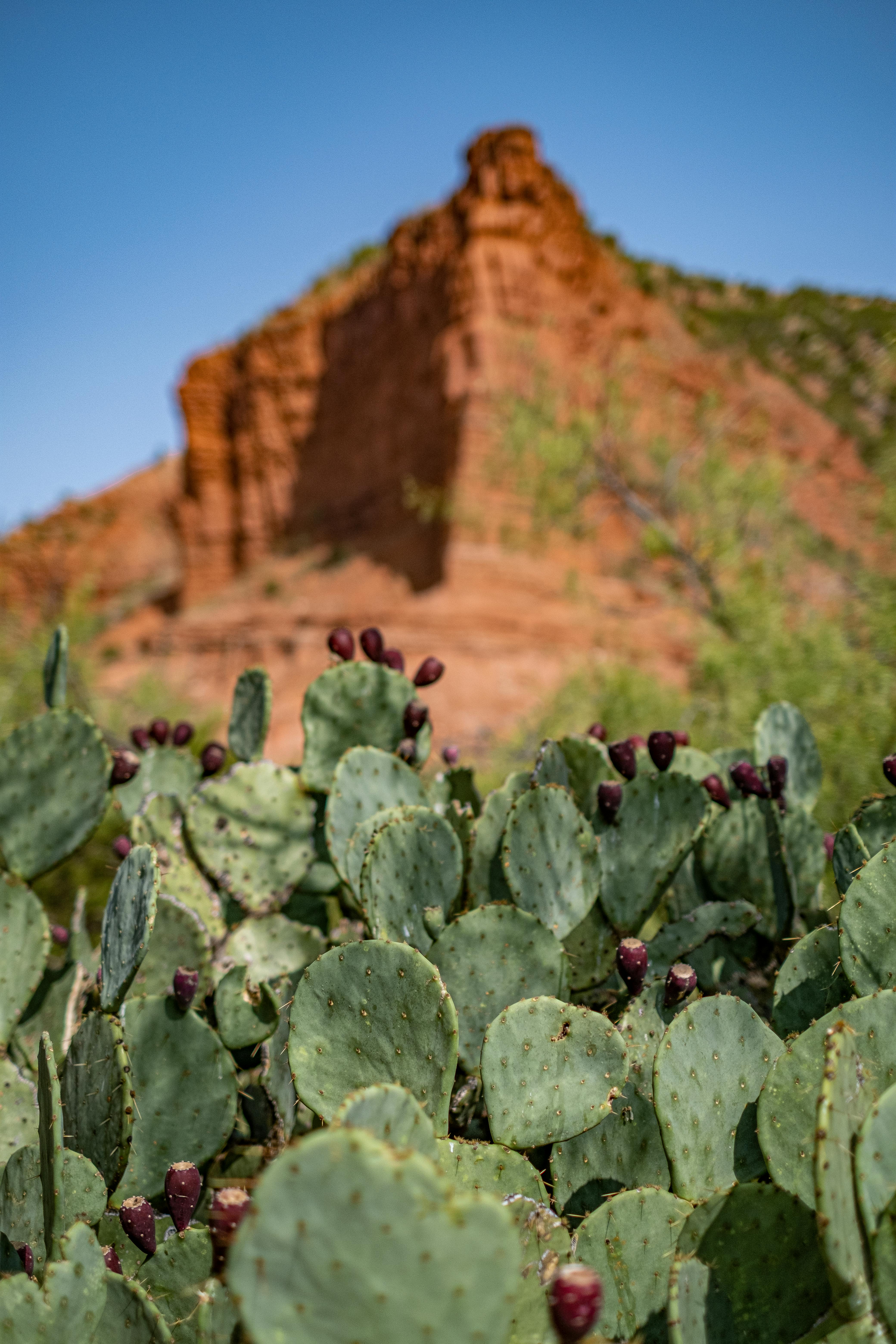 Cactus Plants In The Desert · Free Stock Photo