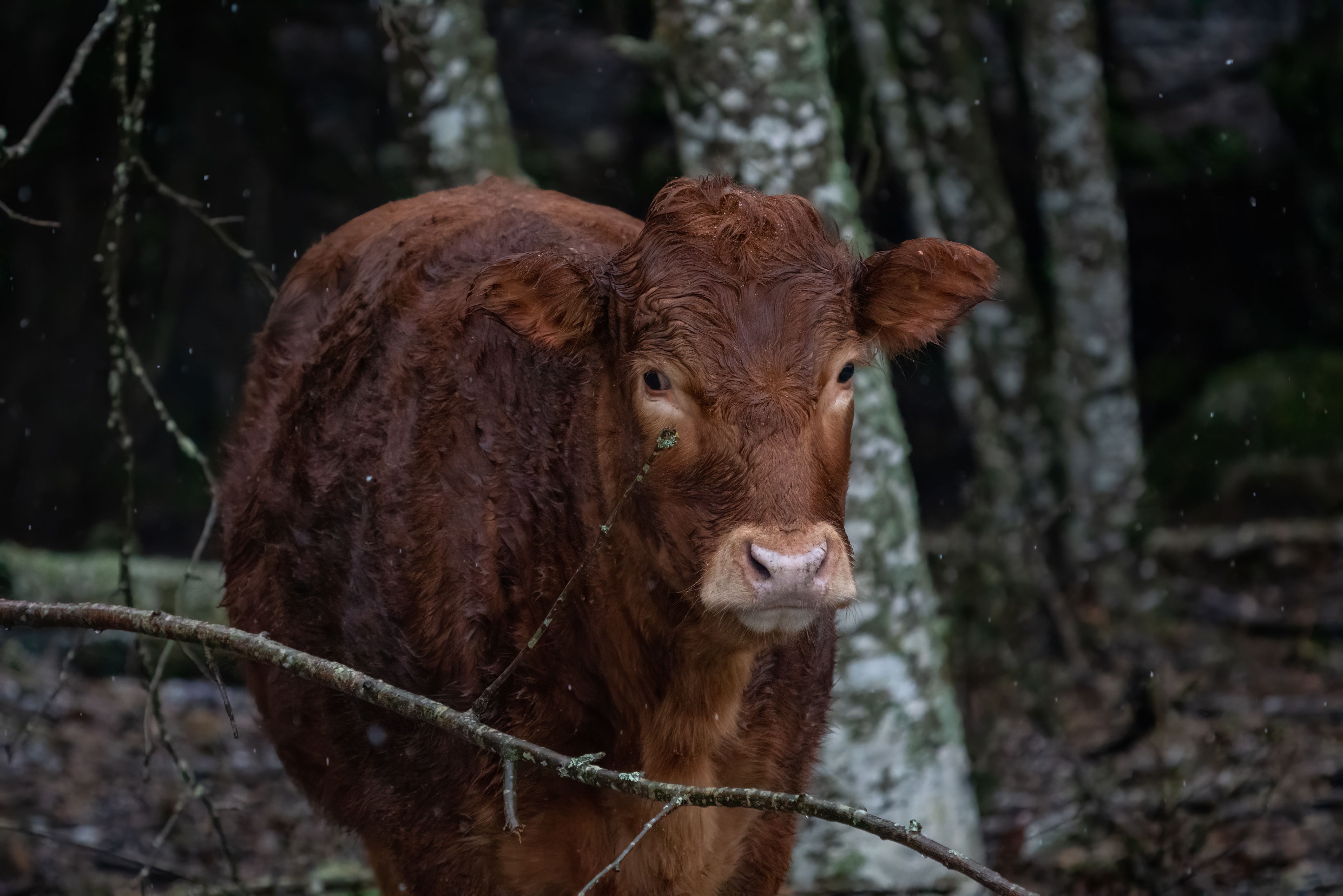 Cow and Trees · Free Stock Photo